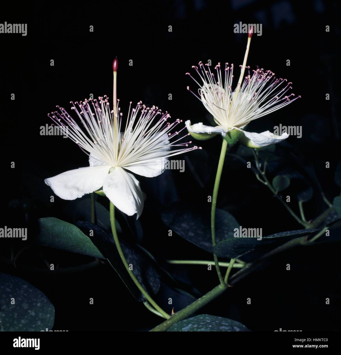 Caper flower (Capparis spinosa), Capparaceae Stock Photo - Alamy