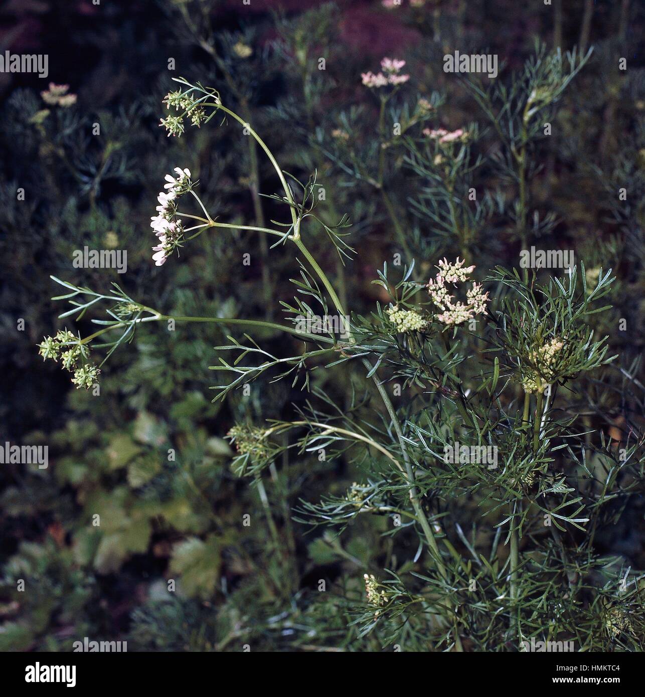 Coriander or cilantro (Coriandrum sativum), Apiaceae Stock Photo - Alamy