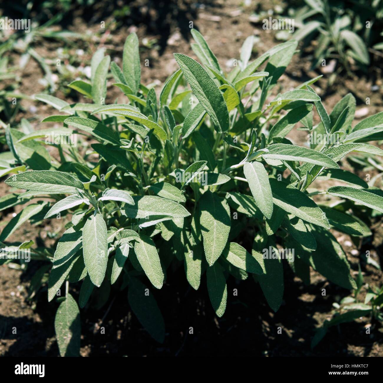 Common Sage (Salvia officinalis), Lamiaceae Stock Photo - Alamy