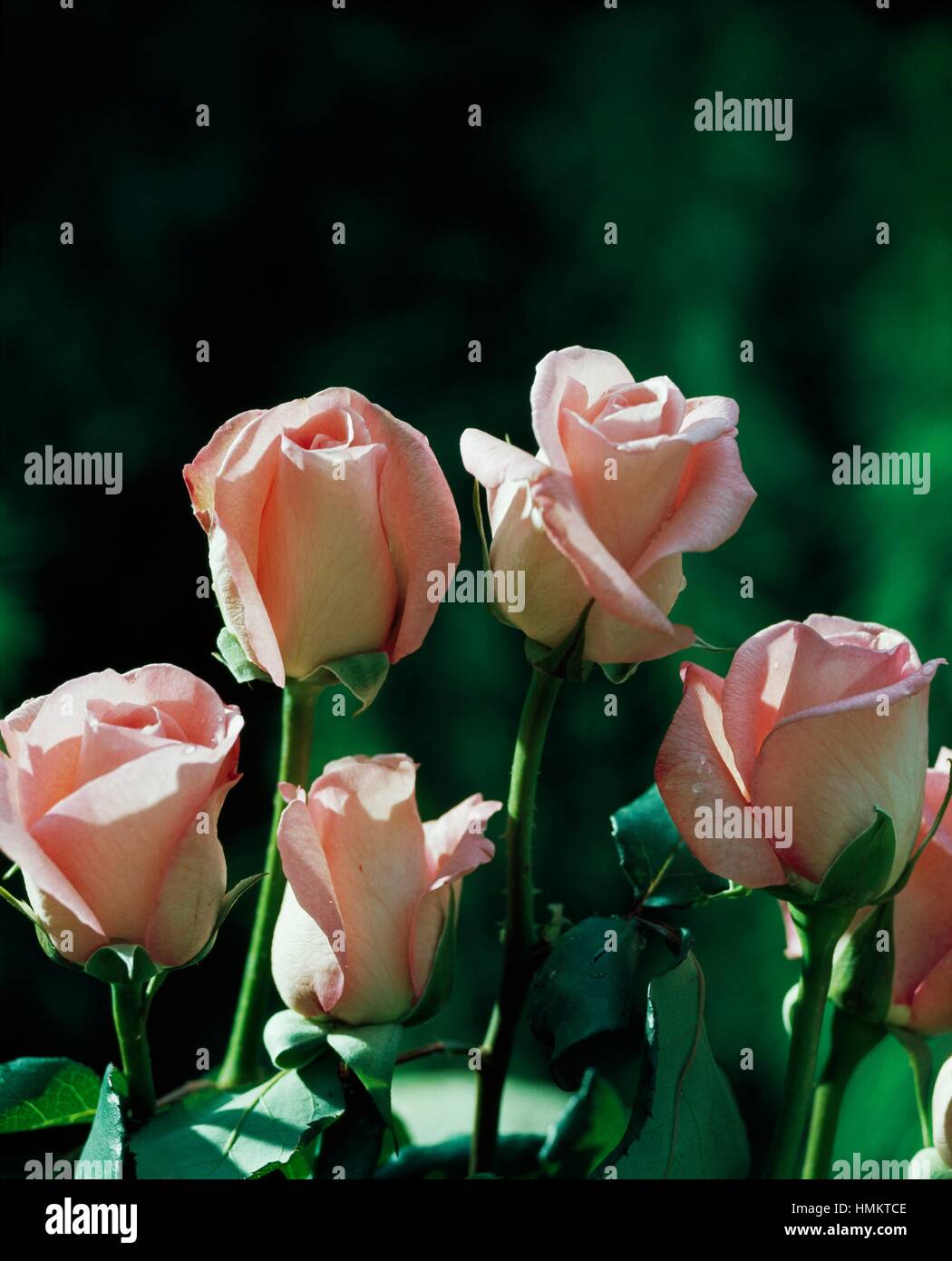 Rose (Rosa sp), Rosaceae Stock Photo - Alamy