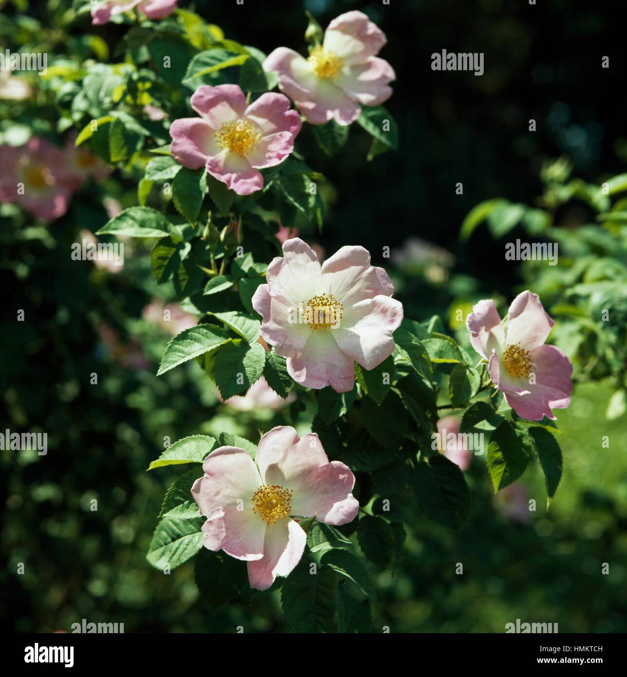 Gallic rose, French rose or Rose of Provins (Rosa gallica), Rosaceae ...