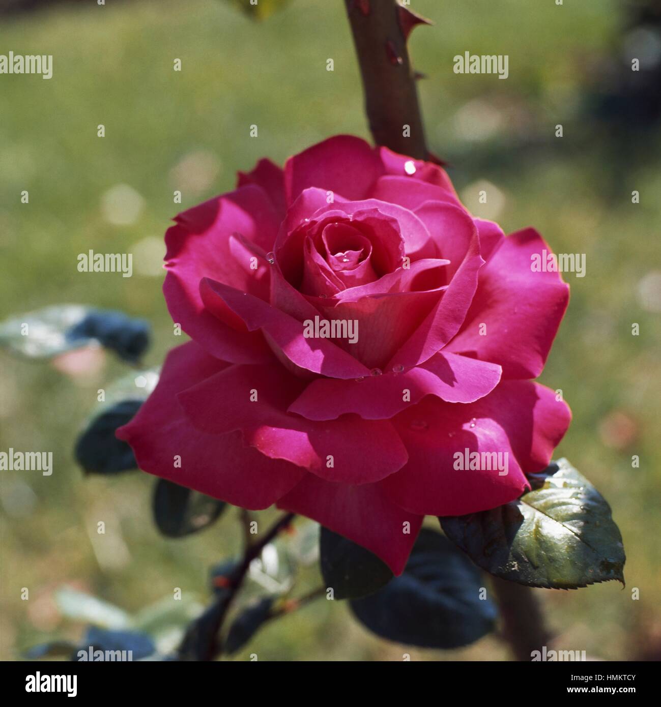 Climbing rose (Rosa sp), Rosaceae Stock Photo - Alamy