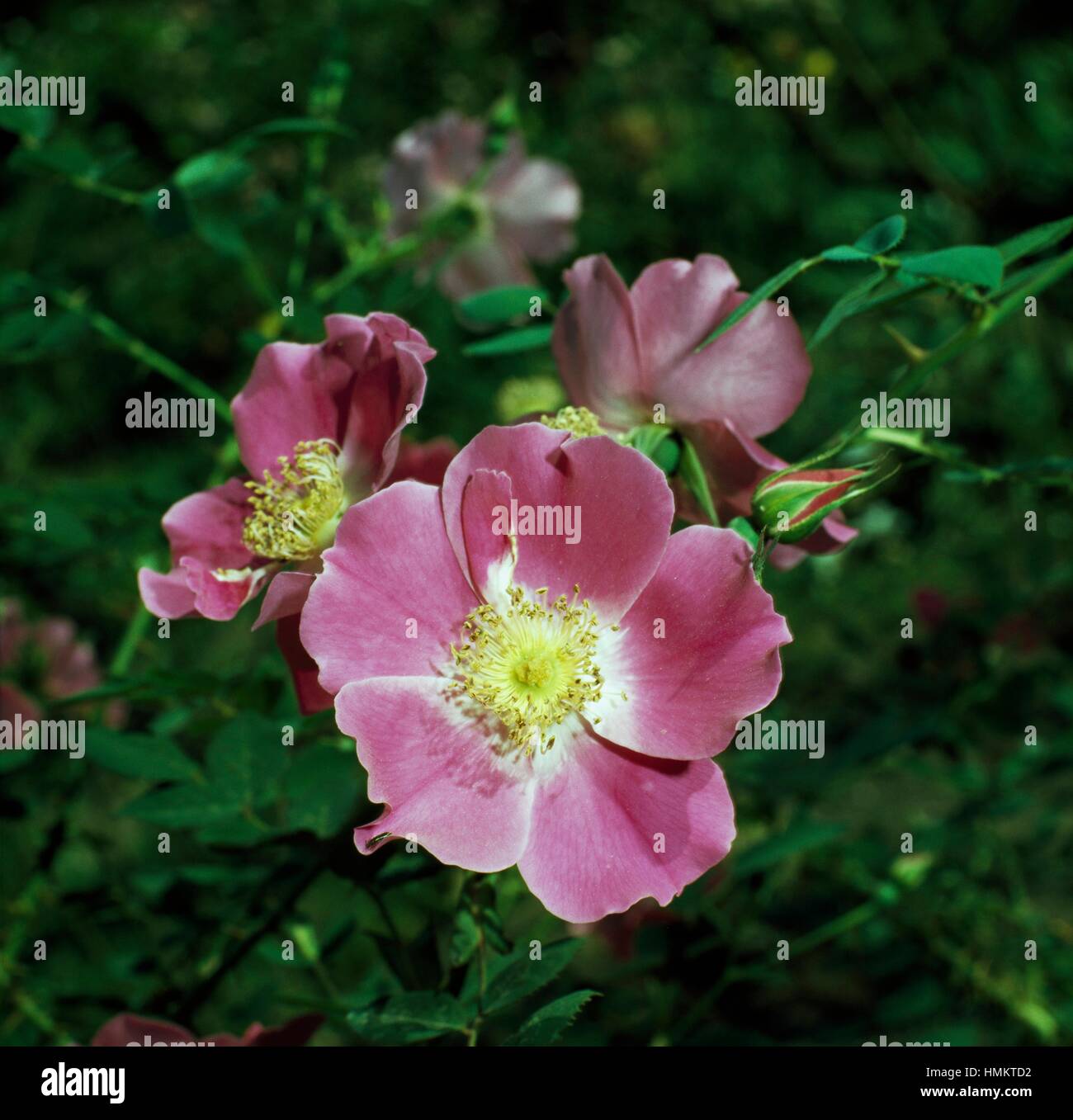 Gallic rose rosa gallica hi-res stock photography and images - Alamy