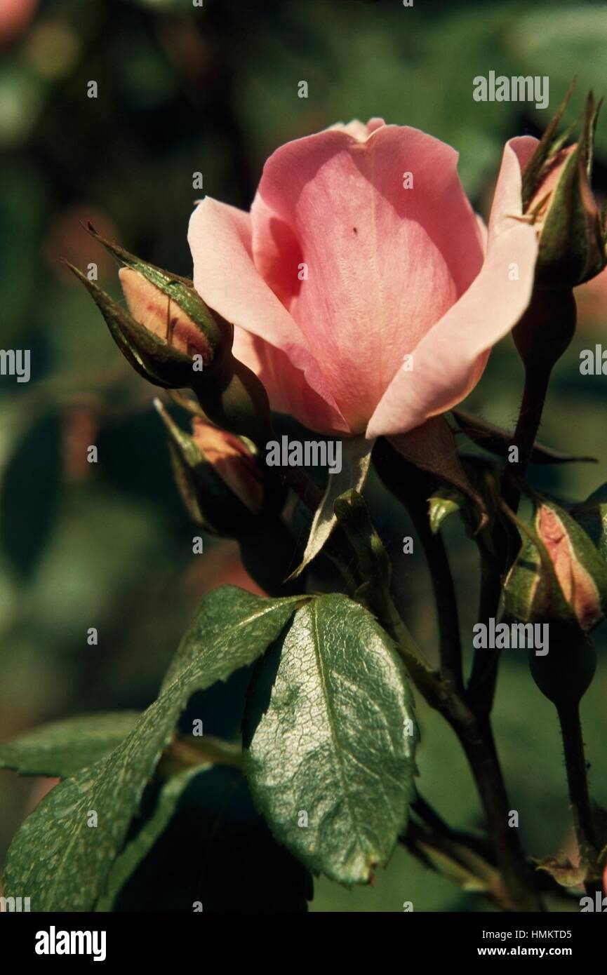 Rose (Rosa sp), Rosaceae Stock Photo - Alamy