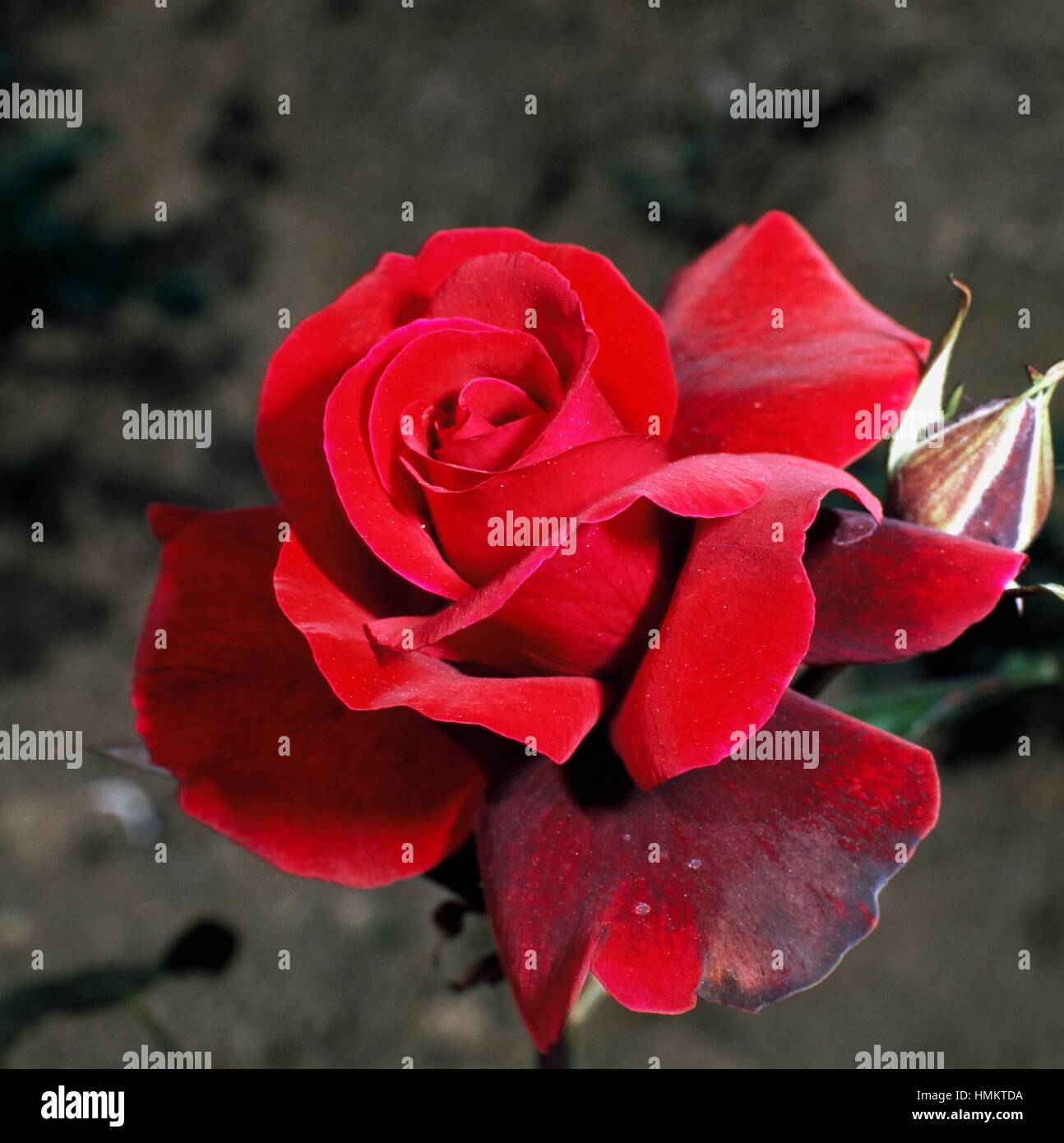 Rose (Rosa sp), Rosaceae Stock Photo - Alamy