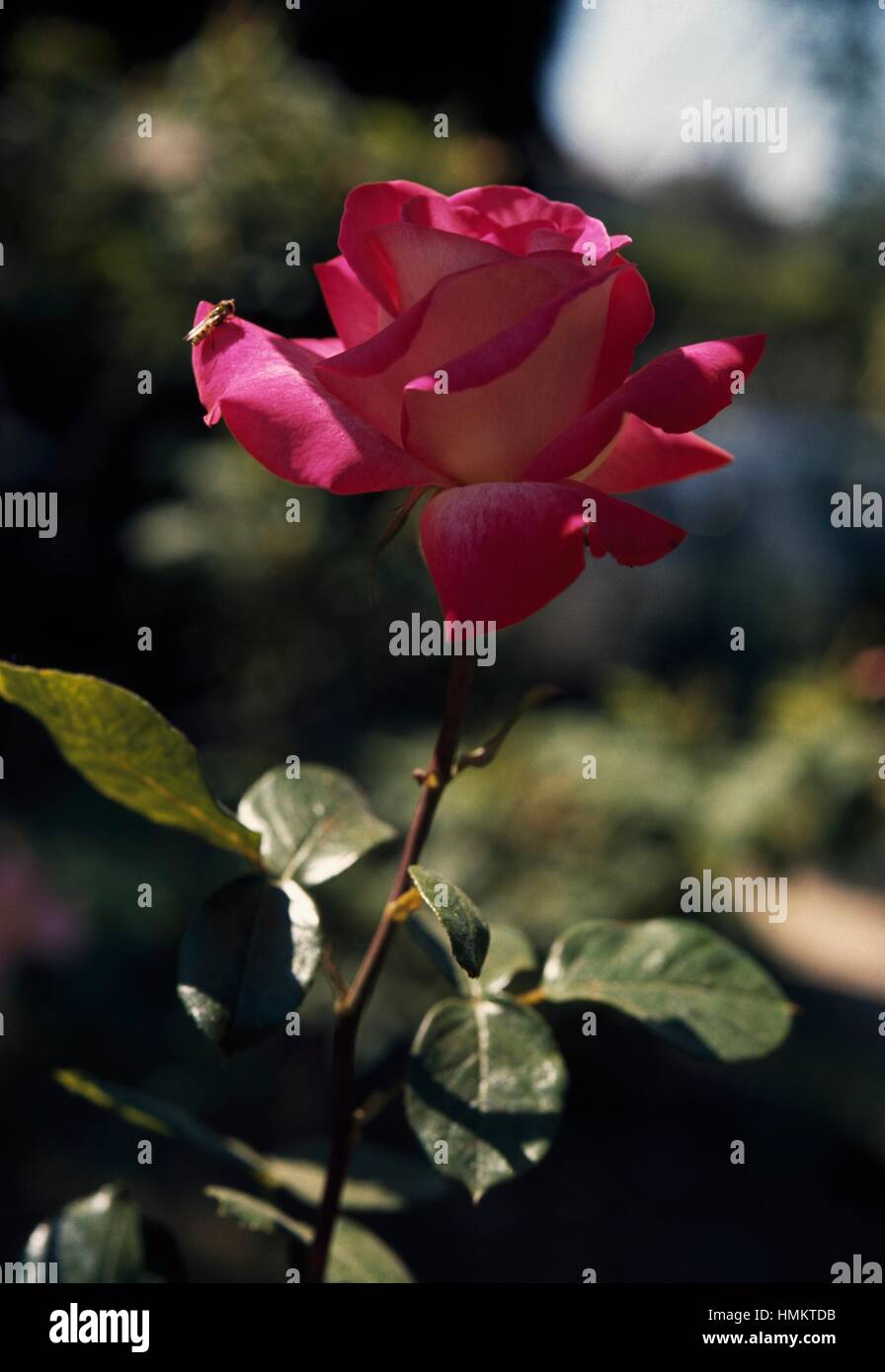Rose (Rosa sp), Rosaceae Stock Photo - Alamy