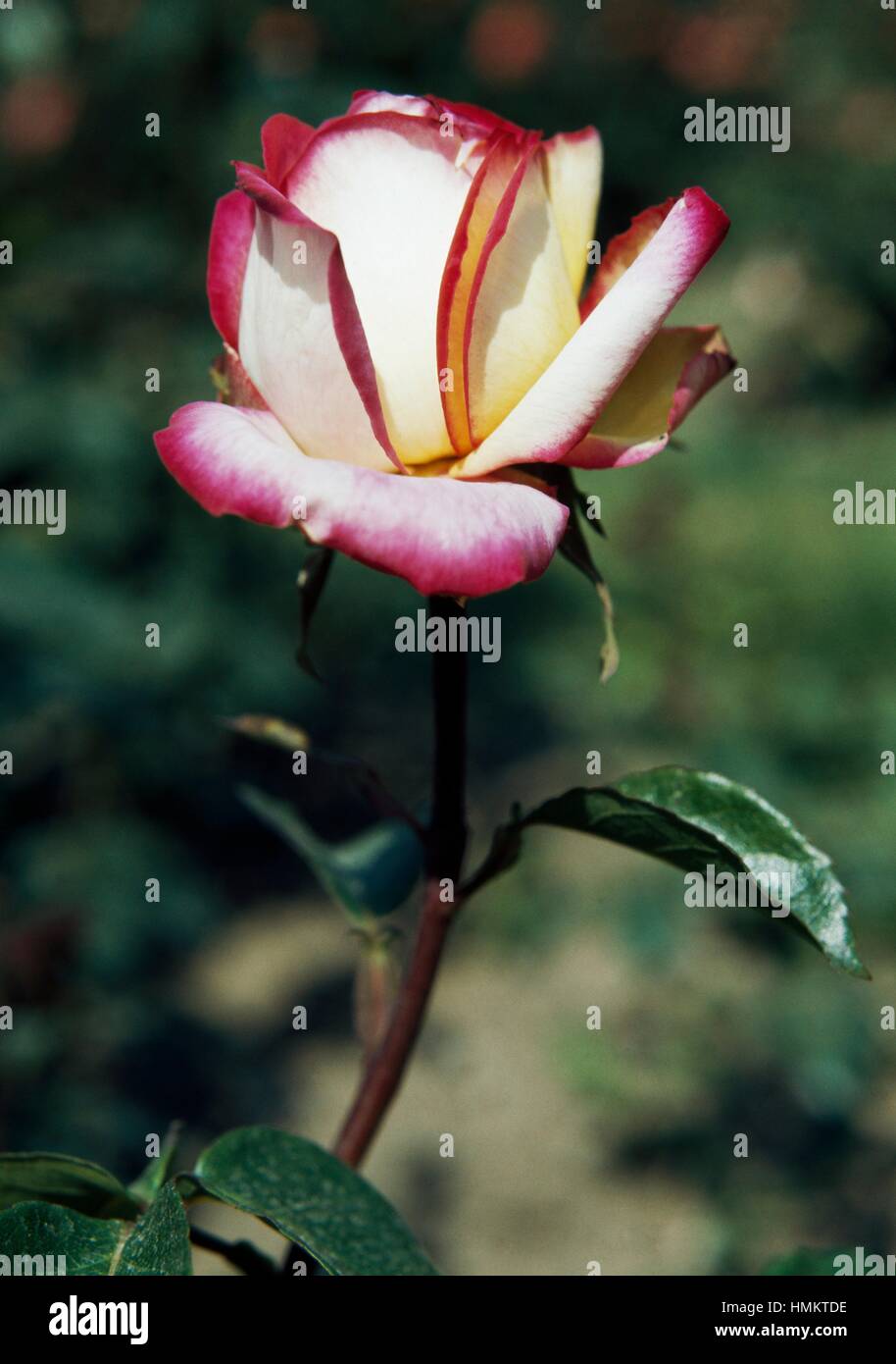 Rose (Rosa sp), Rosaceae Stock Photo - Alamy