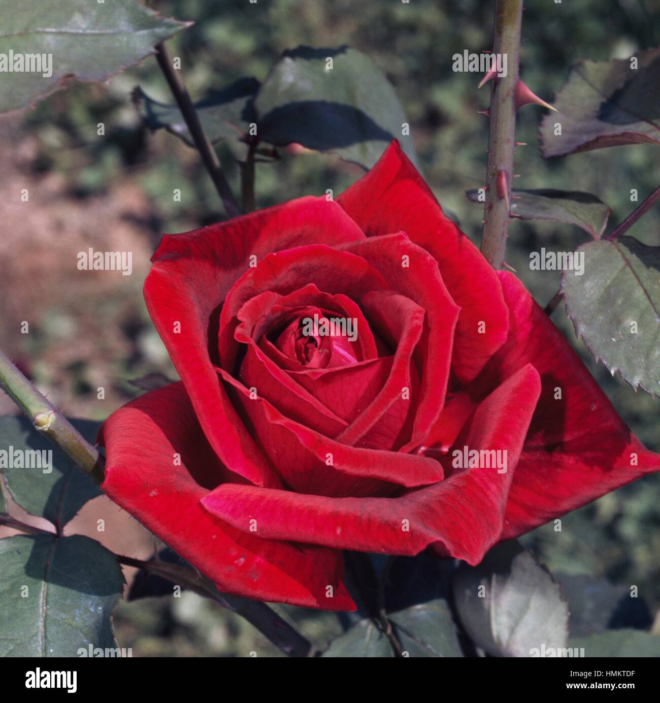 Rose Papa Meilland (Rosa sp), Rosaceae Stock Photo - Alamy