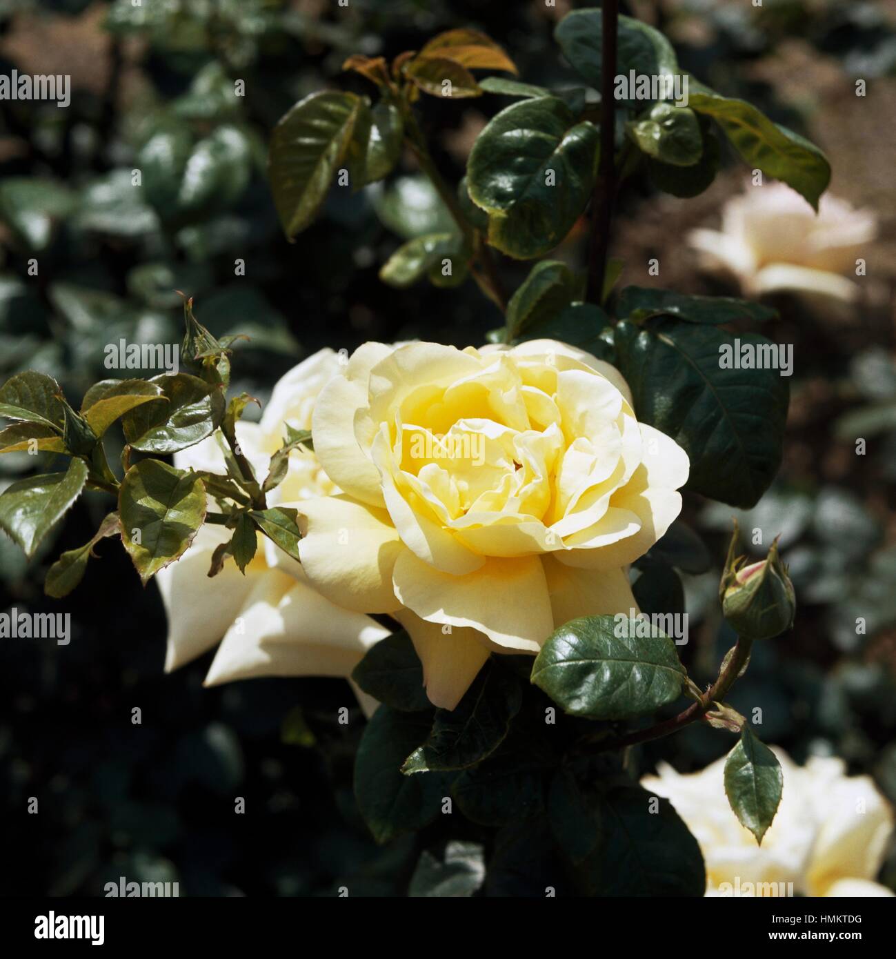 Rose (Rosa sp), Rosaceae Stock Photo - Alamy