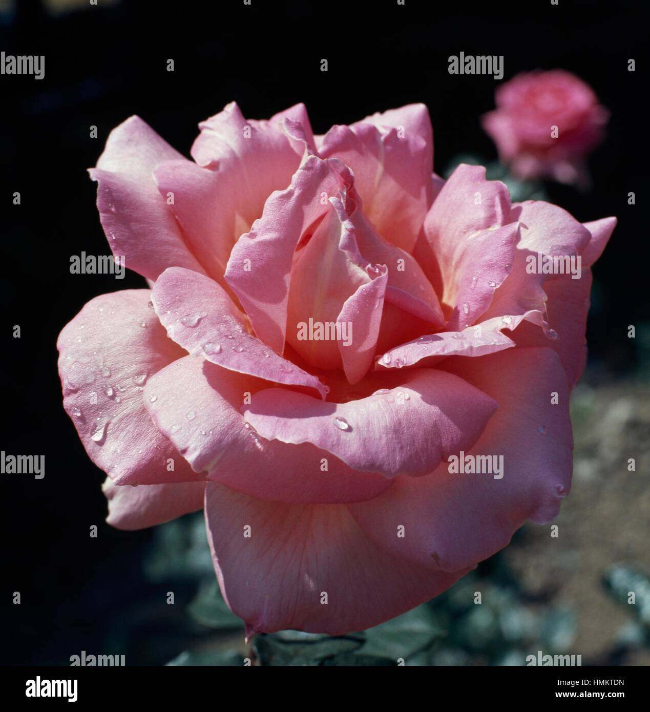 Pink rose (Rosa sp), Rosaceae Stock Photo - Alamy