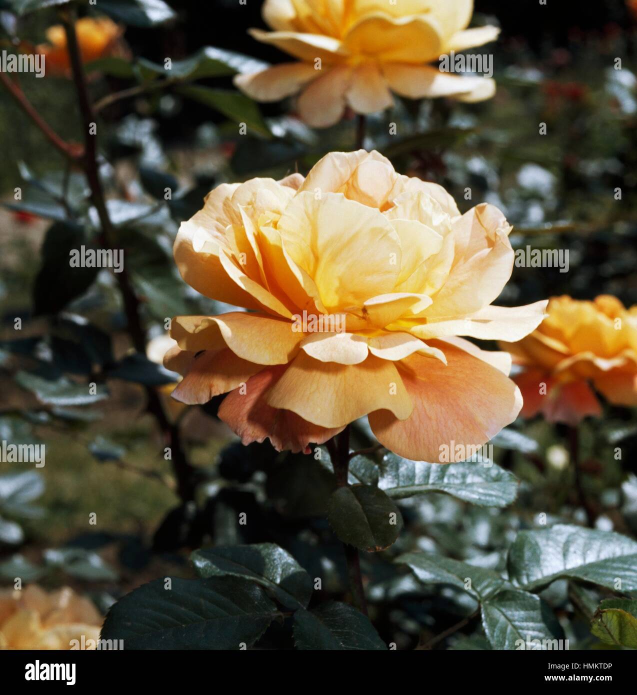 Rose (Rosa sp), Rosaceae Stock Photo - Alamy