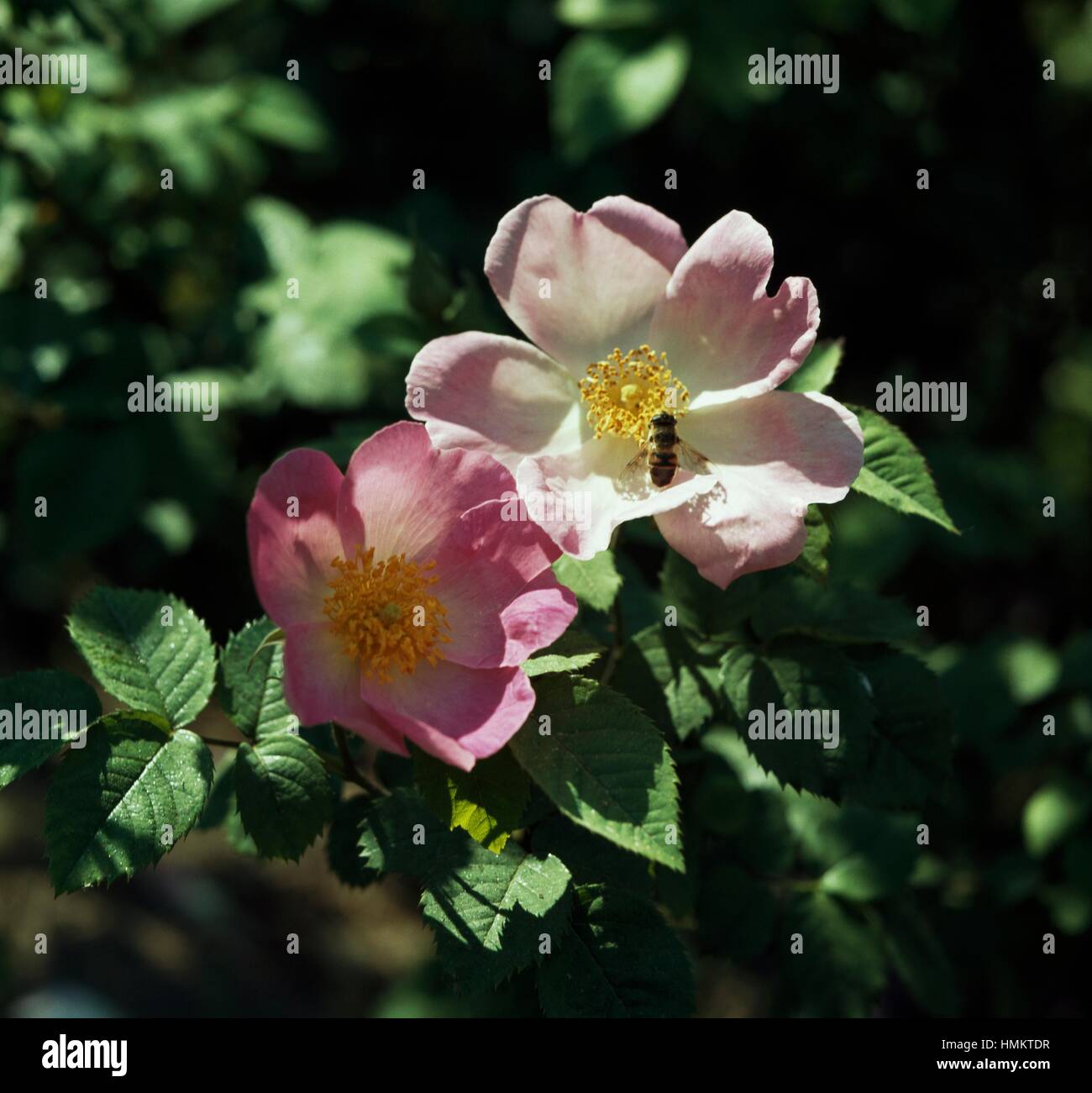 Gallic rose rosa gallica hi-res stock photography and images - Alamy