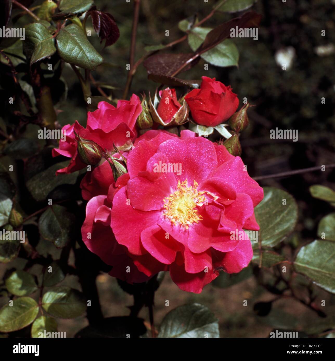 Rose (Rosa sp), Rosaceae Stock Photo - Alamy