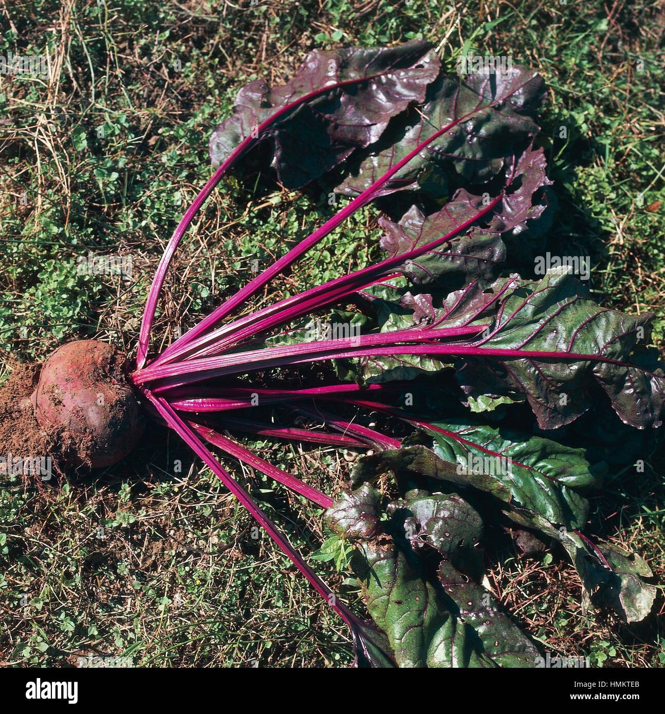 Beet or Chard (Beta vulgaris vulgaris), Chenopodiaceae Stock Photo - Alamy