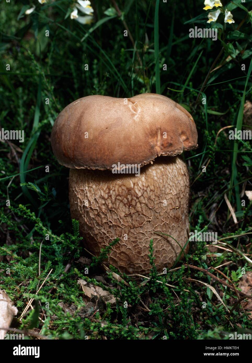 Queen bolete boletus aereus hi-res stock photography and images - Alamy