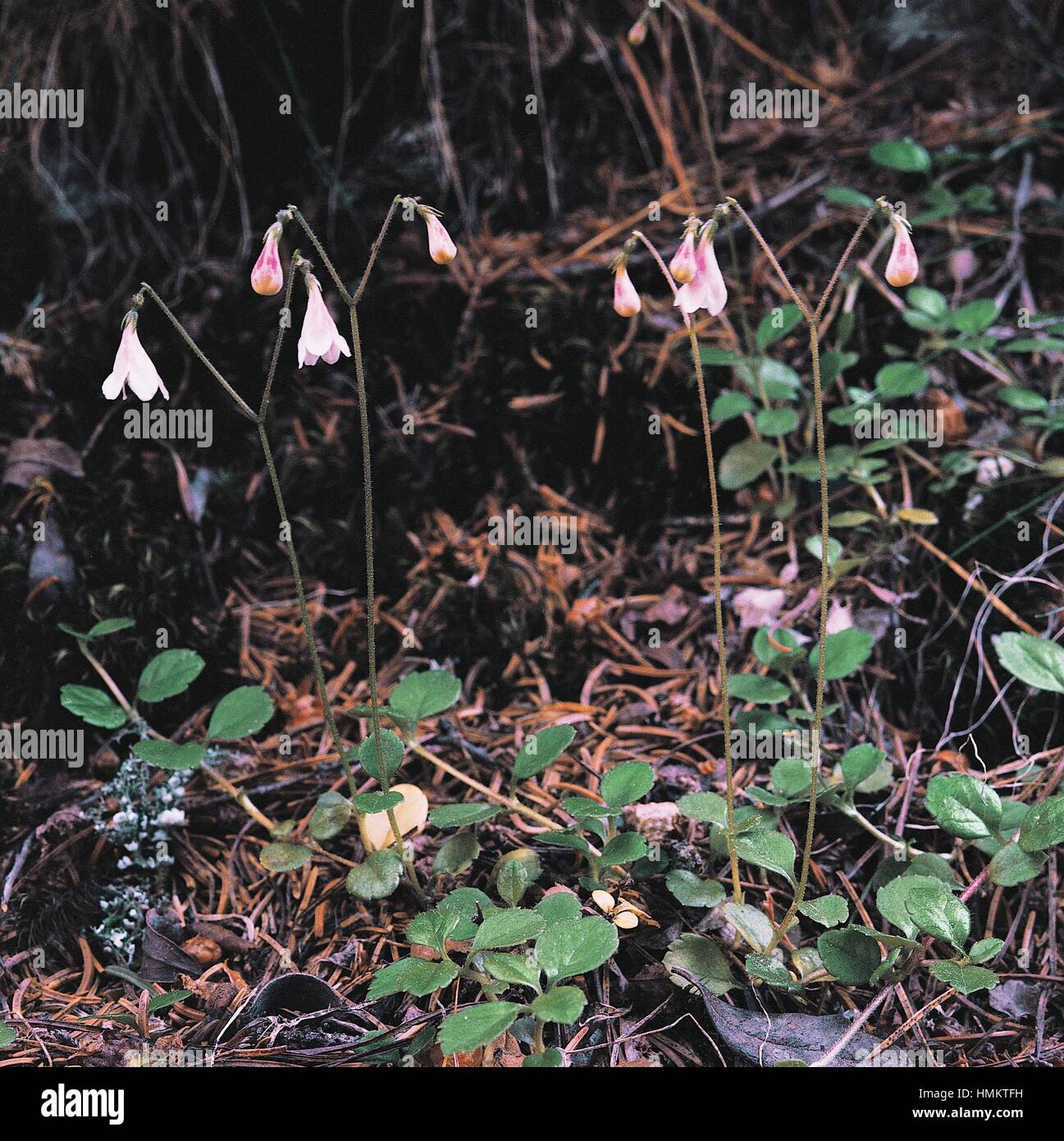Twinflower (Linnaea borealis), Caprifoliaceae, Stelvio National Park ...
