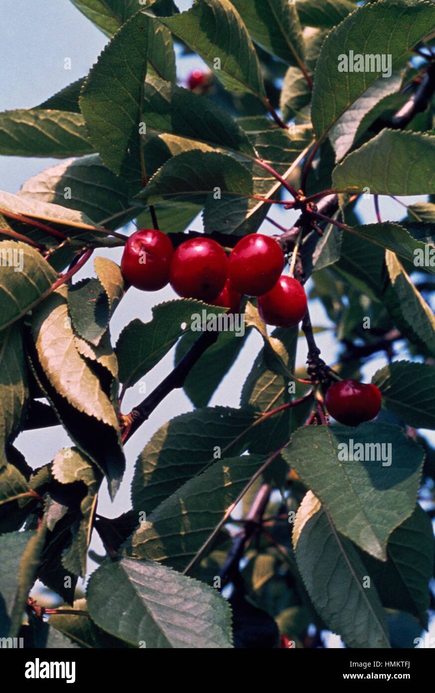 Wild cherry leaf prunus avium hi-res stock photography and images - Alamy