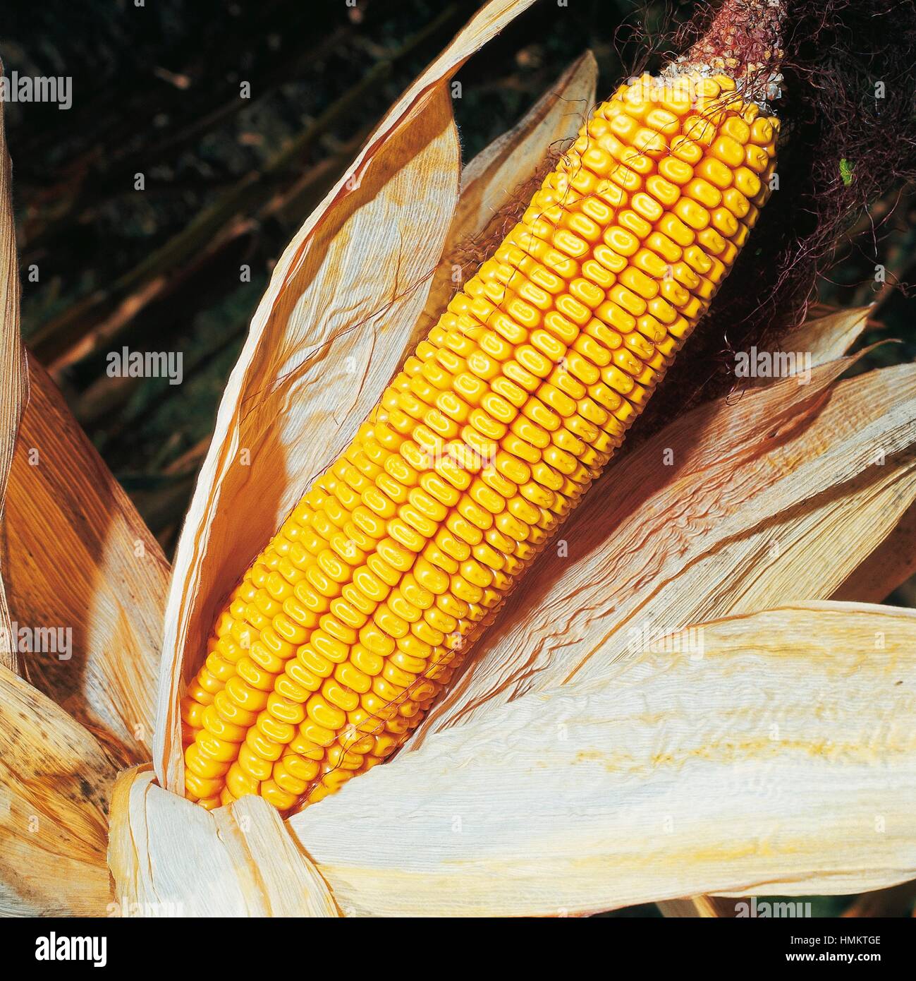 Botany poaceae corn zea mays hi-res stock photography and images - Alamy