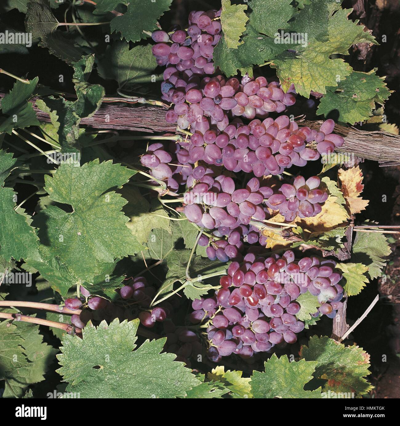 Botany - Vitaceae - Common Grape Vine (Vitis vinifera Stock Photo - Alamy