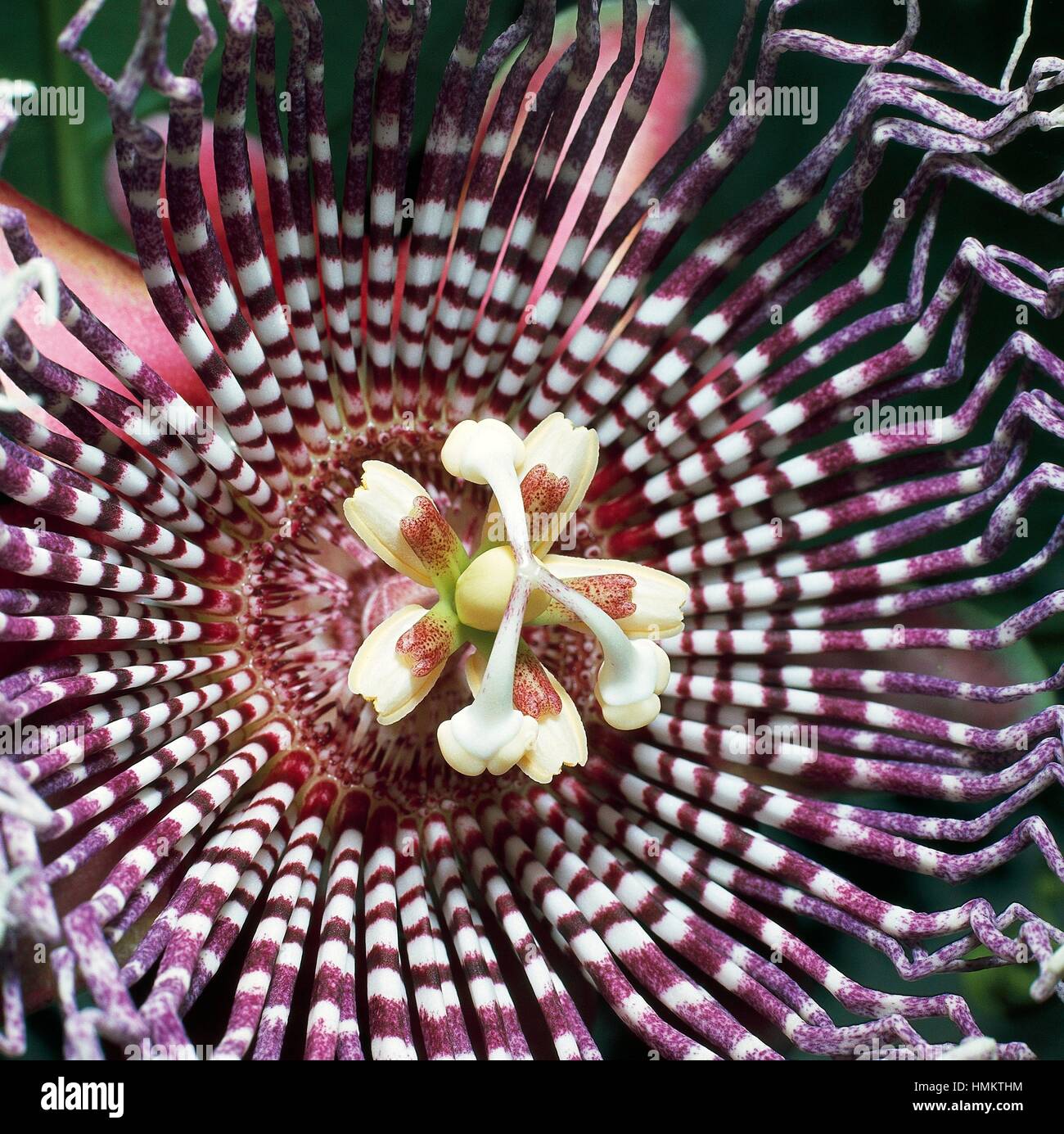 Passion flower (Passiflora x caponi John Innes), Passifloraceae Stock ...