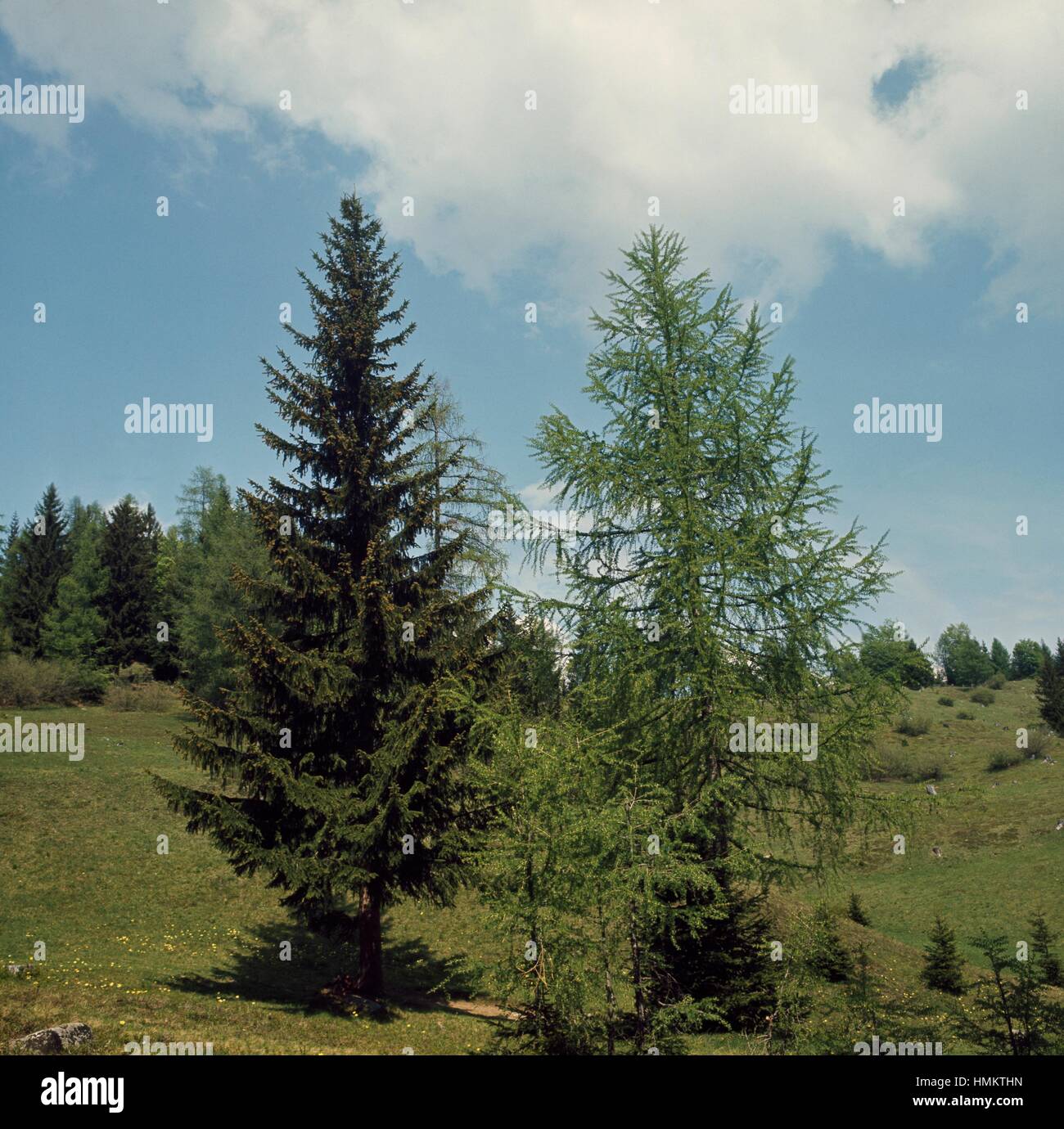 Picea excelsa hi-res stock photography and images - Alamy