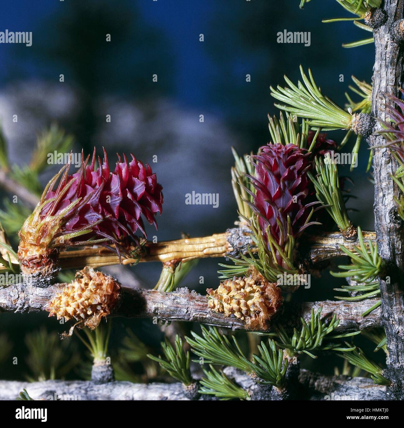 Branches with male and female inflorescences of Common Larch (Larix ...
