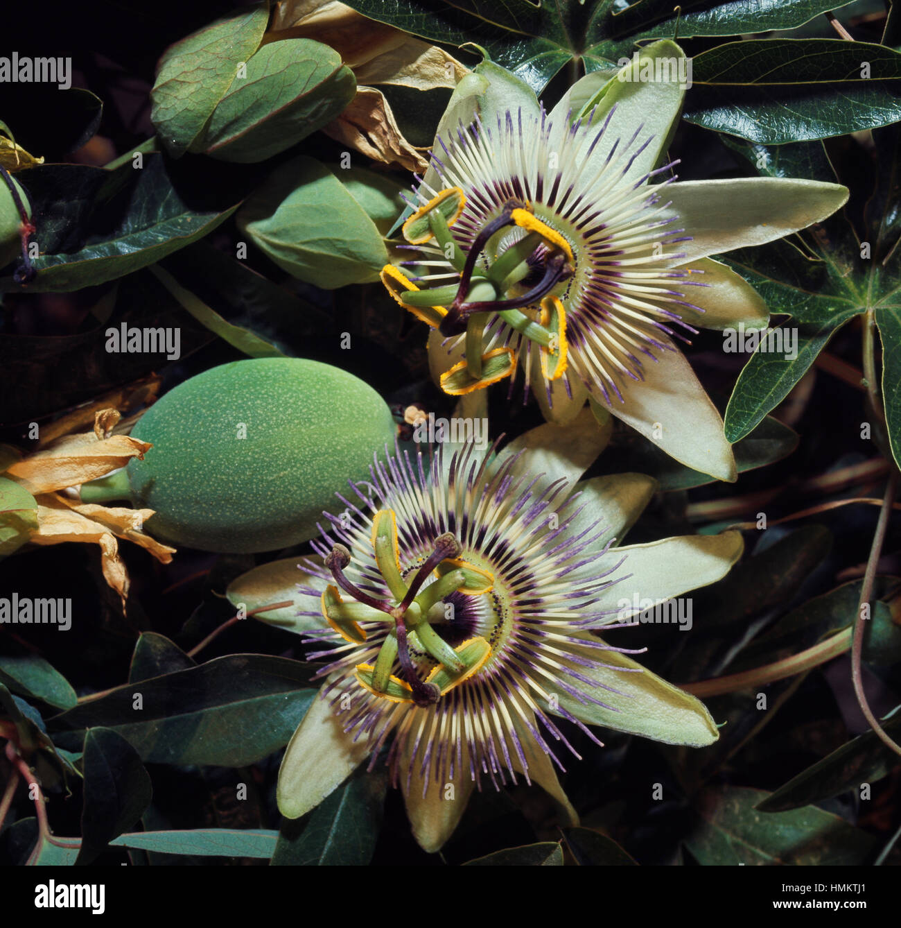 Passiflora caerulea passifloraceae hi-res stock photography and images ...