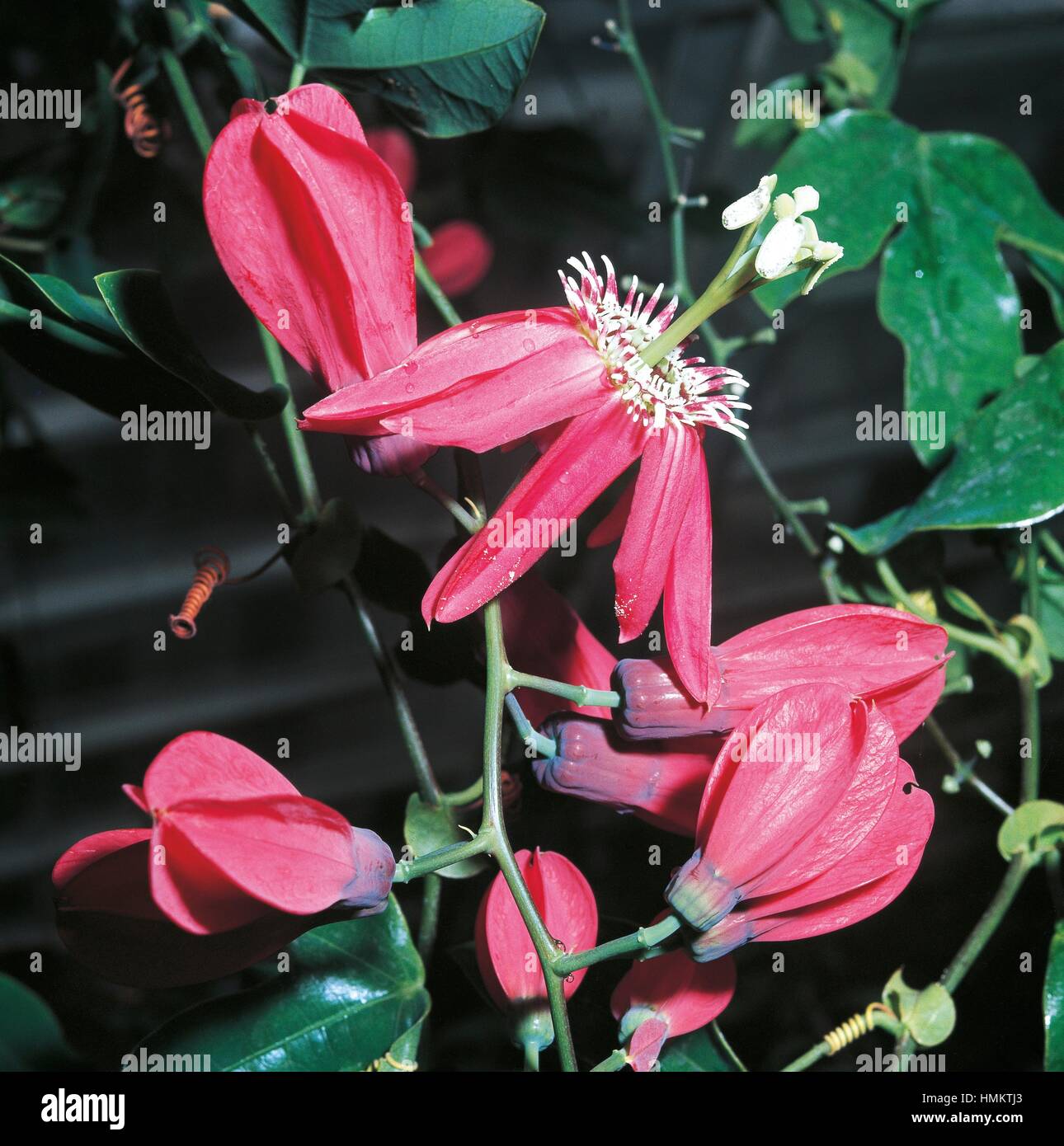 Red passion flower (Passiflora racemosa), Passifloraceae Stock Photo ...