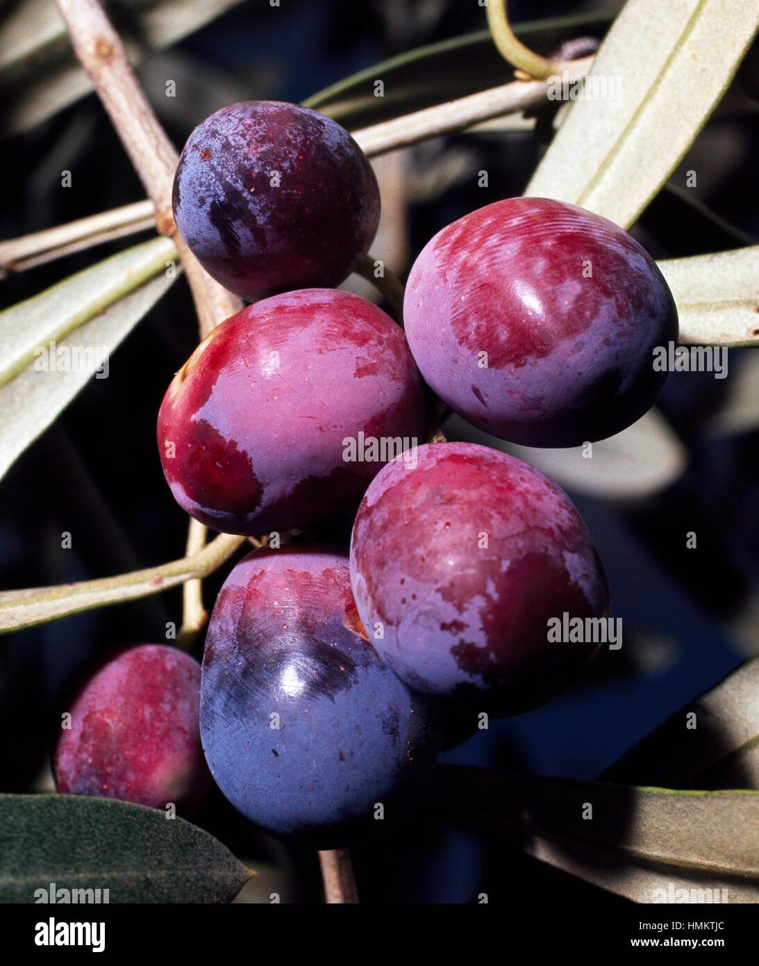 Olive leaves and fruits (Olea europaea), Oleaceae Stock Photo - Alamy