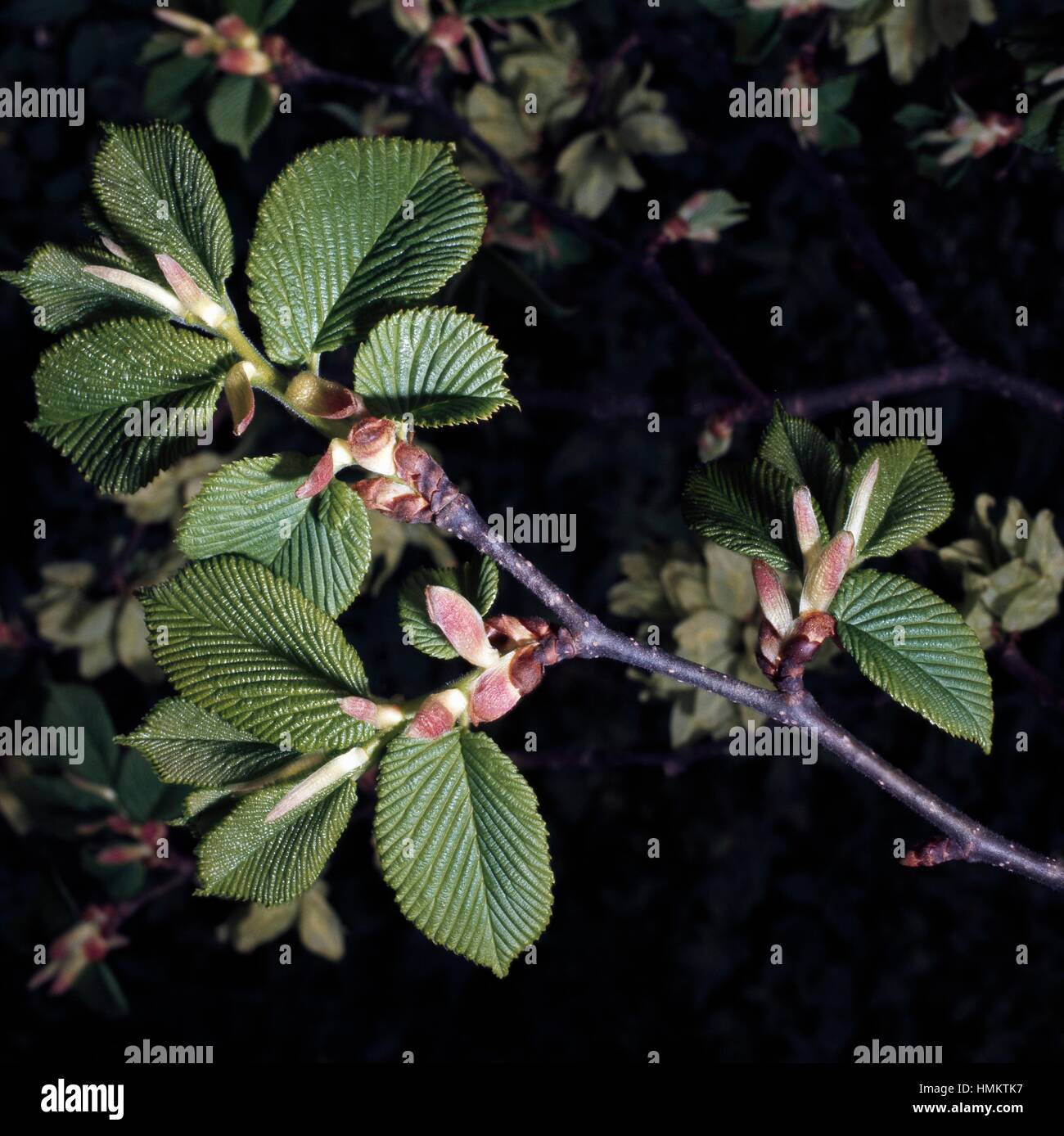 Wych elm tree hi-res stock photography and images - Alamy