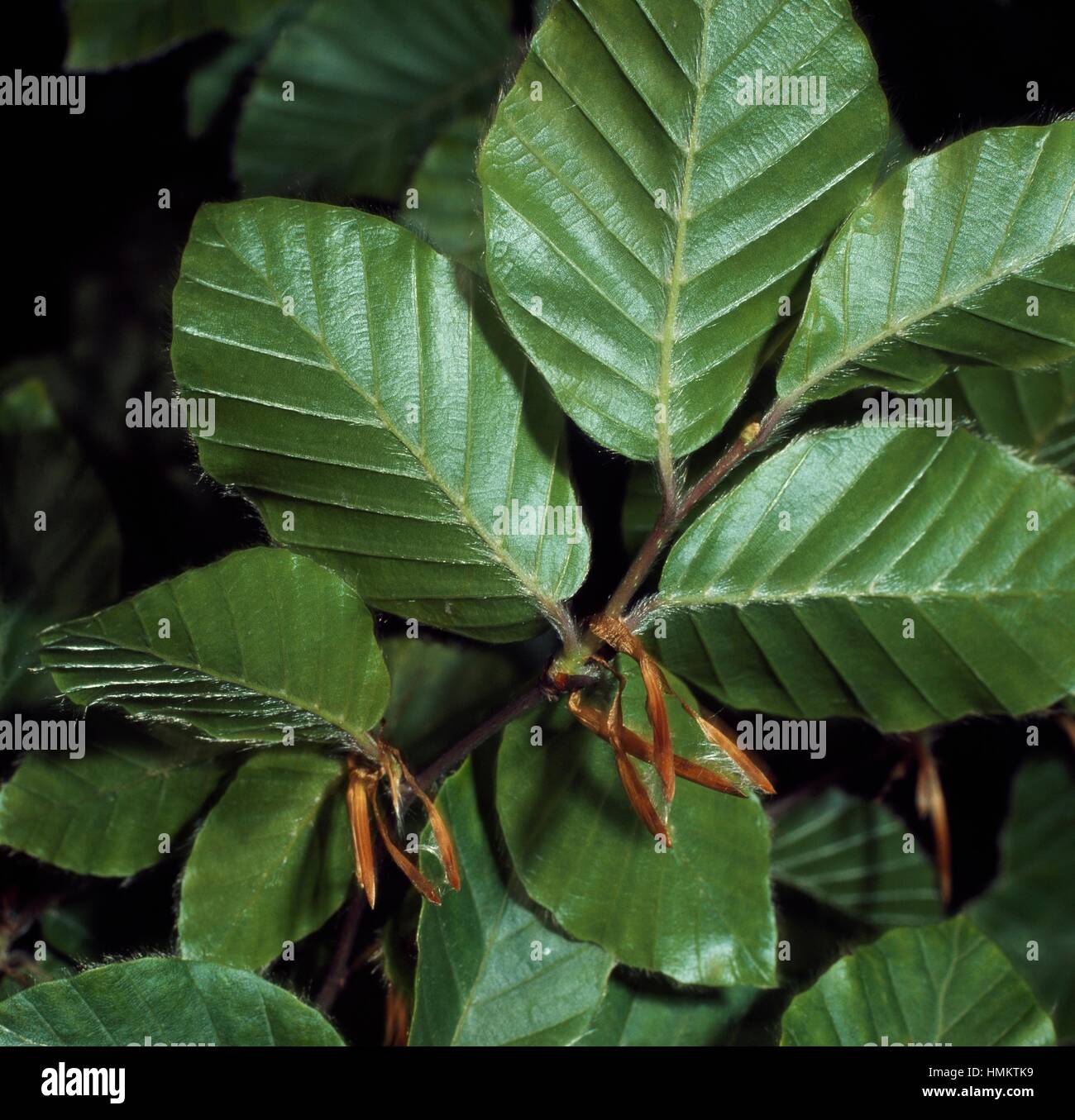 Wild Beech or European Beech leaves (Fagus sylvatica), Fagaceae Stock ...