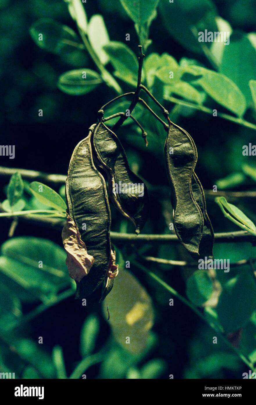 Black Locust fruits (Robinia pseudoacacia), Fabaceae-Leguminosae Stock ...