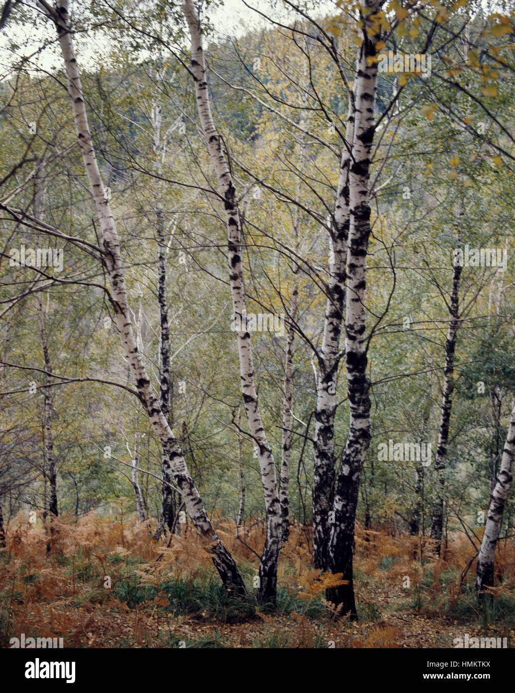 White Birch specimen (Betula pendula), Betulaceae Stock Photo - Alamy