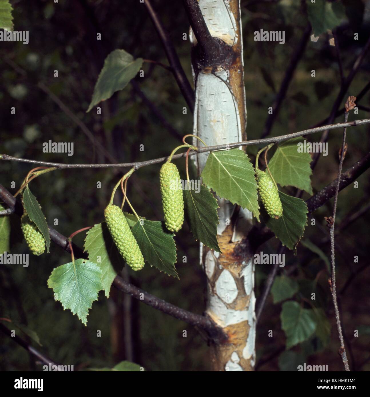 Female catkins of a Silver Birch (Betula pendula), Betulaceae Stock ...