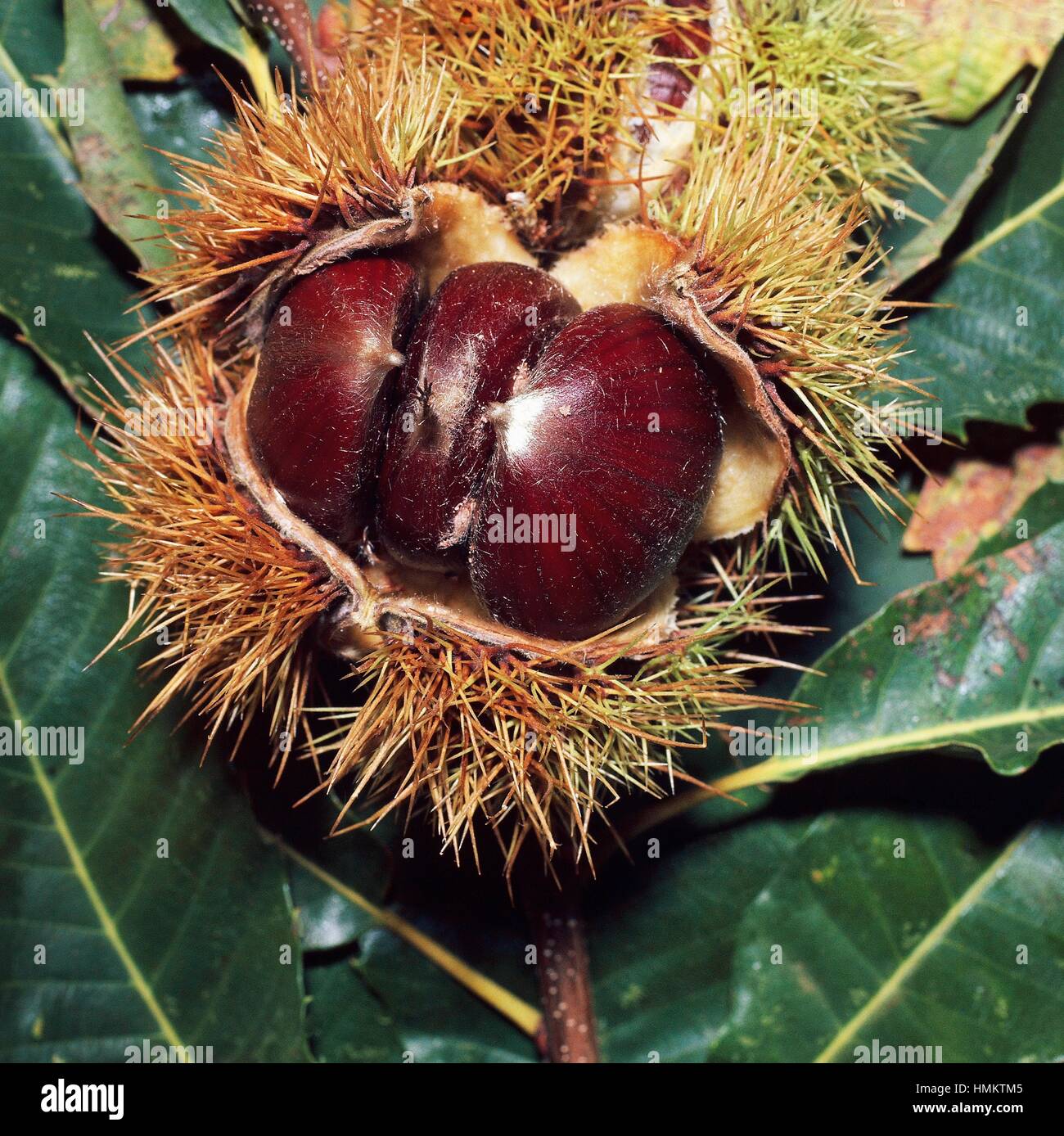 Curly Chestnut (Castanea sativa), Fagaceae Stock Photo - Alamy