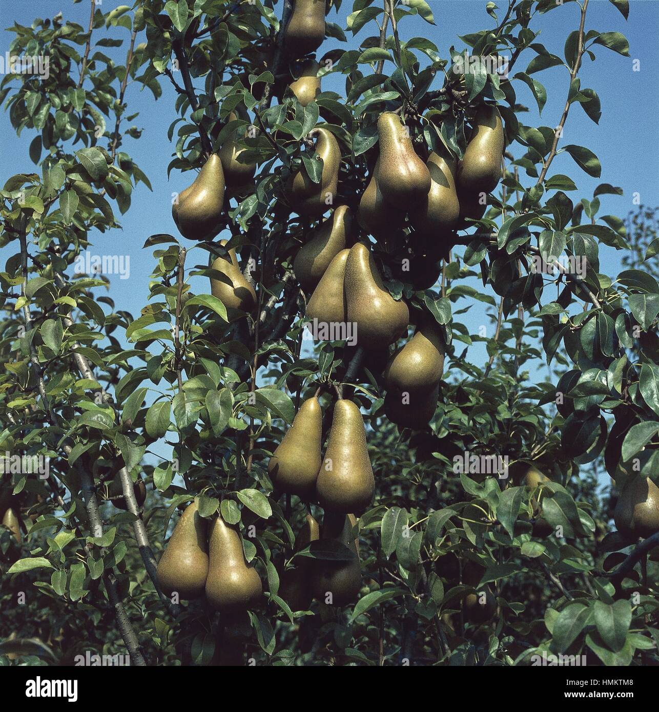 Botany - European Pear tree (Pyrus communis) with fruits (Abate Fetel ...