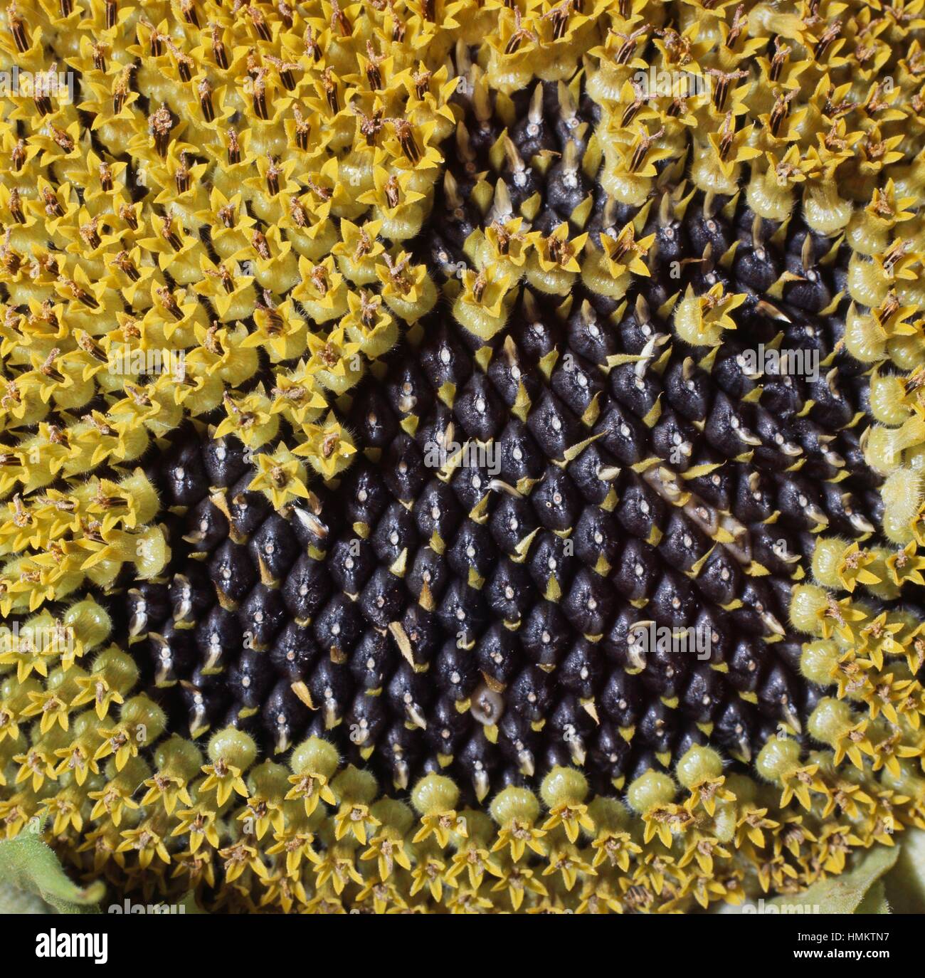 Detail of the florets of a sunflower's flower head (Helianthus annuus ...