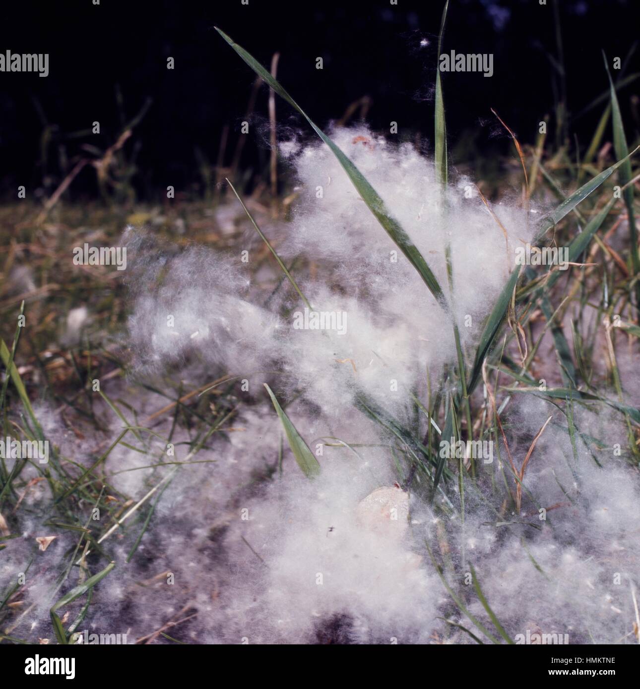 Abele tree hi-res stock photography and images - Alamy