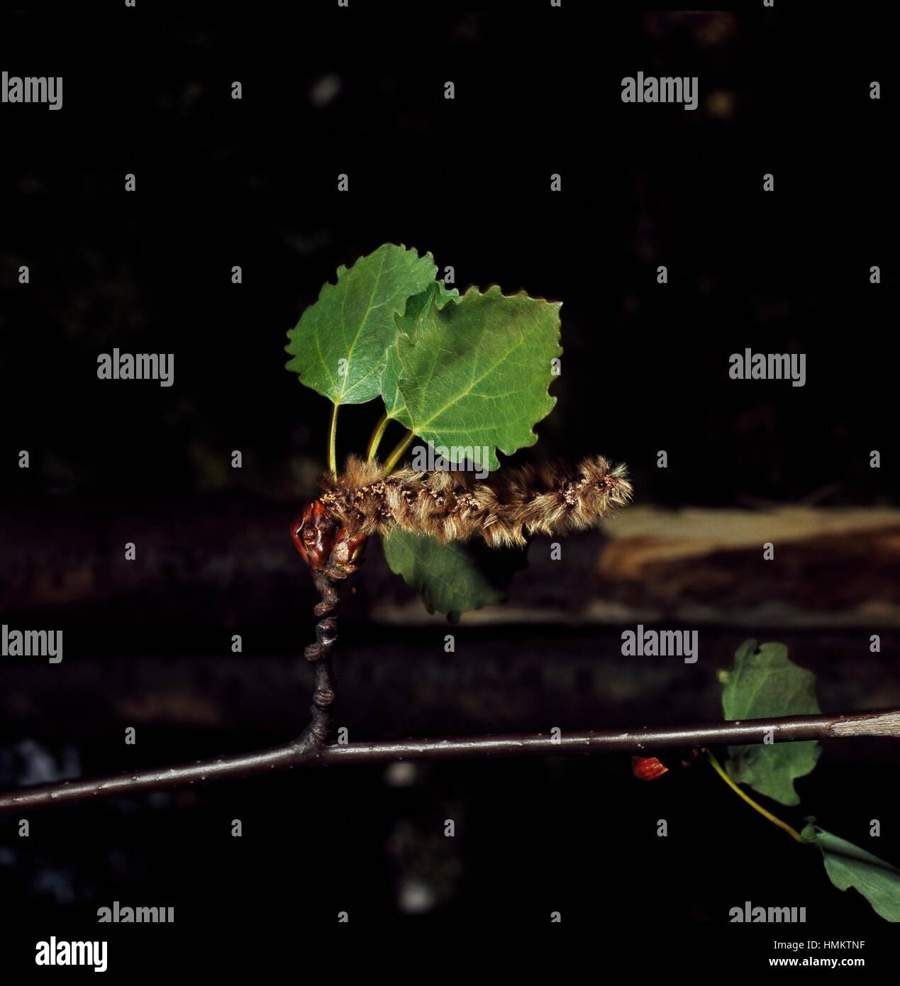 Poplar leaves and catkins (Populus sp), Salicaceae Stock Photo - Alamy