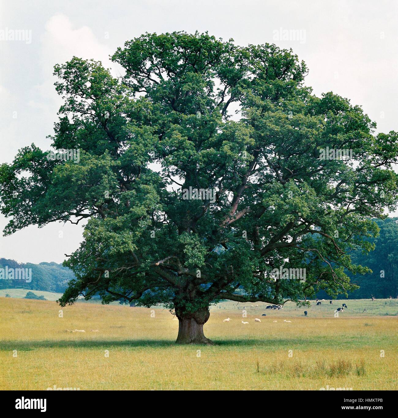 Oak (Quercus), Fagaceae Stock Photo - Alamy