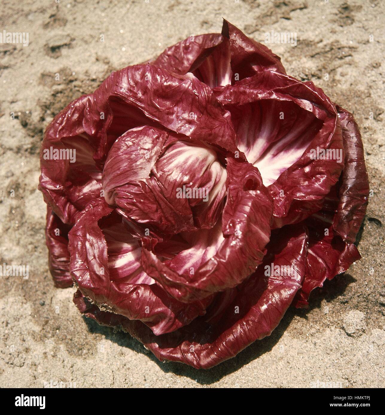 Variegated Radicchio from Castelfranco Veneto, Common Chicory variety ...
