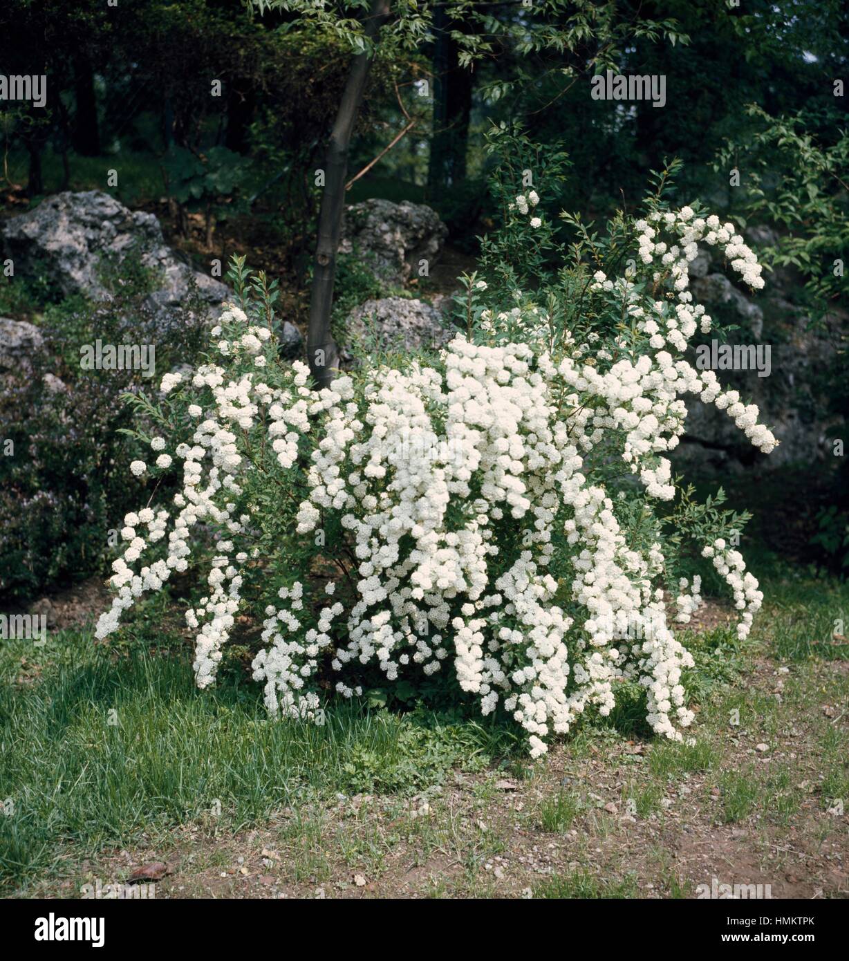 Bridal-wreath (Spiraea sp), Rosaceae Stock Photo - Alamy