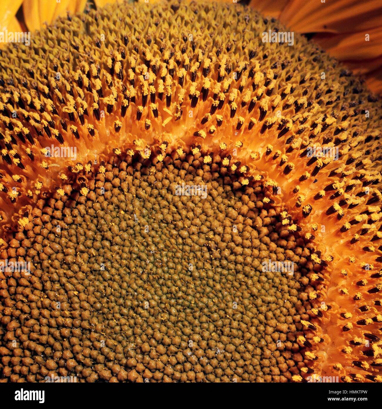 Flower head (inflorescence) of a Sunflower (Helianthus annuus ...