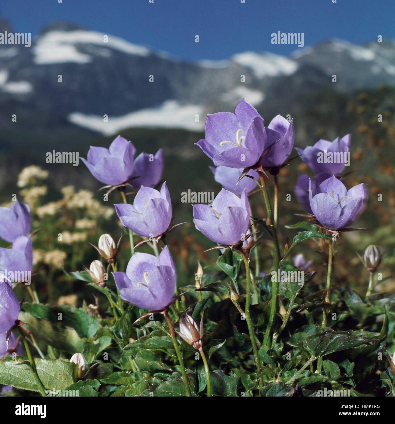 Tussock Bellflower (Campanula carpatica turbinata), Campanulaceae Stock ...