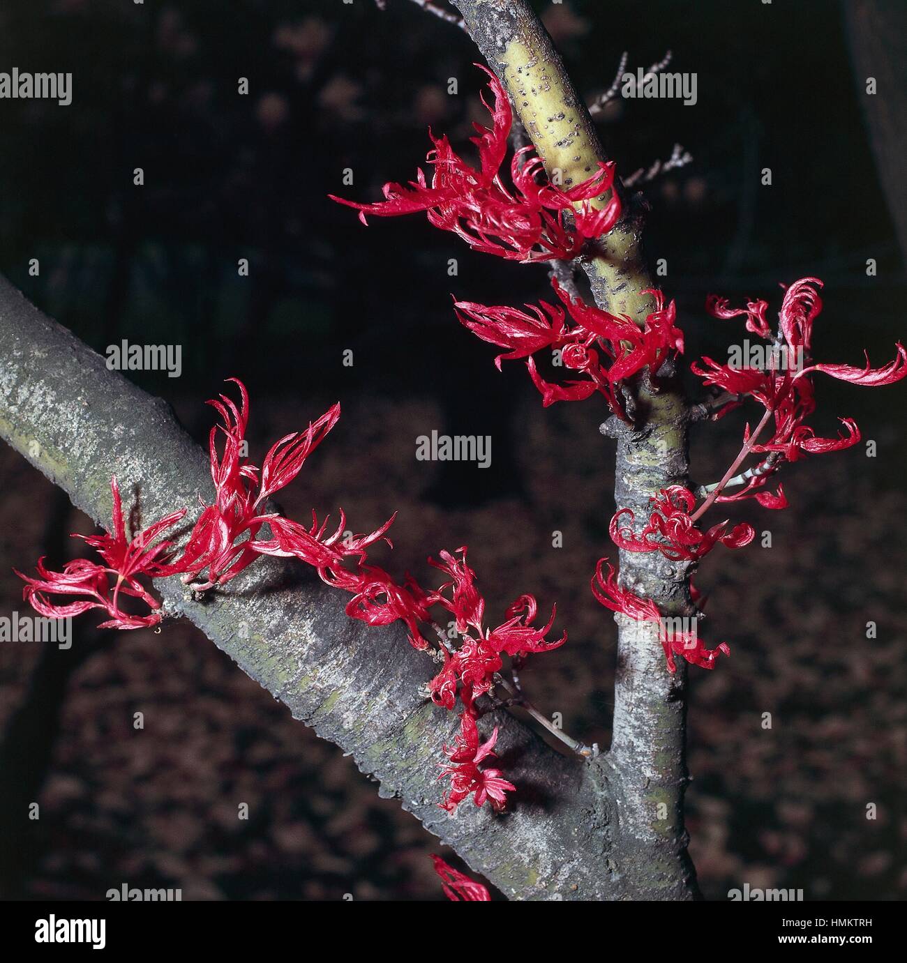 Japanese Maple or Smooth Japanese Maple leaf buds (Acer palmatum ...