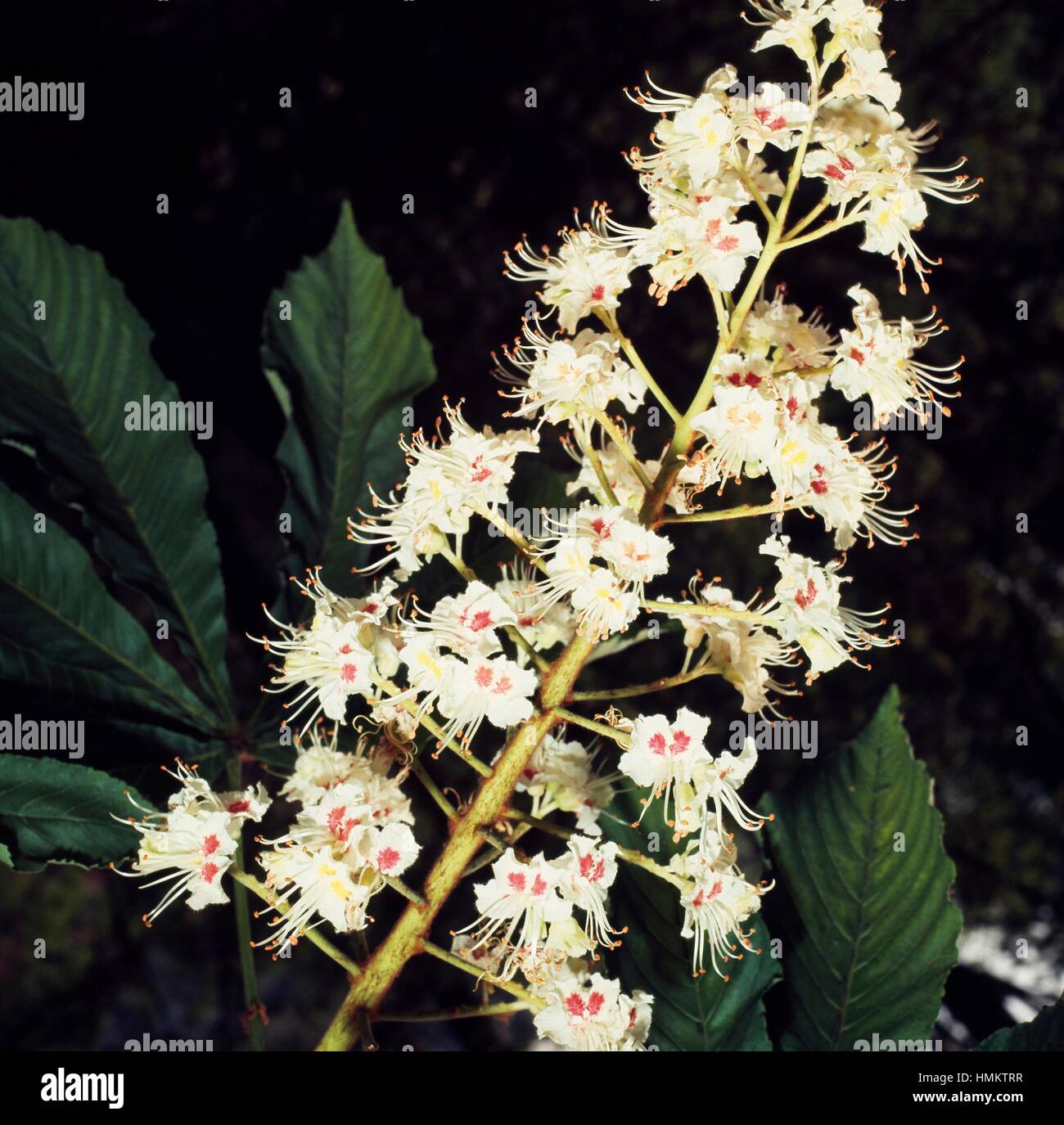 Horse-Chestnut or Indian Chestnut flowers (Aesculus hippocastanum ...
