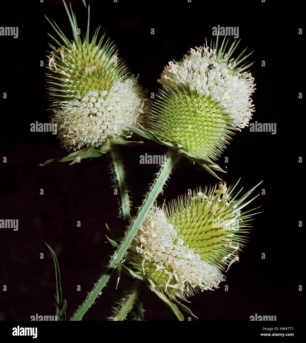 Fuller's teasel, wild teasel (Dipsacus Fullonum), Dipsacaceae Stock ...