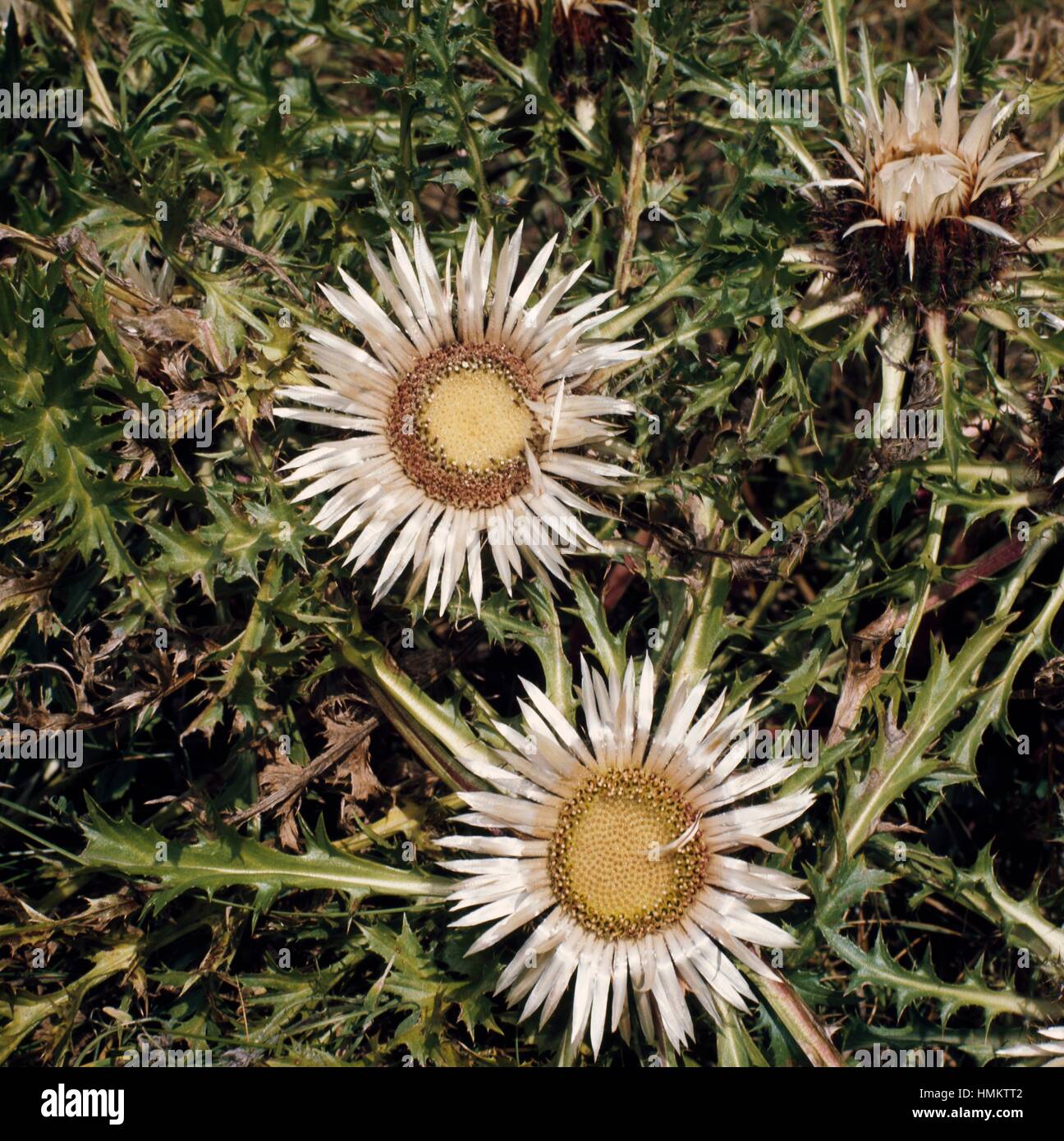 Stemless carline thistle, Dwarf carline thistle or Silver thistle ...