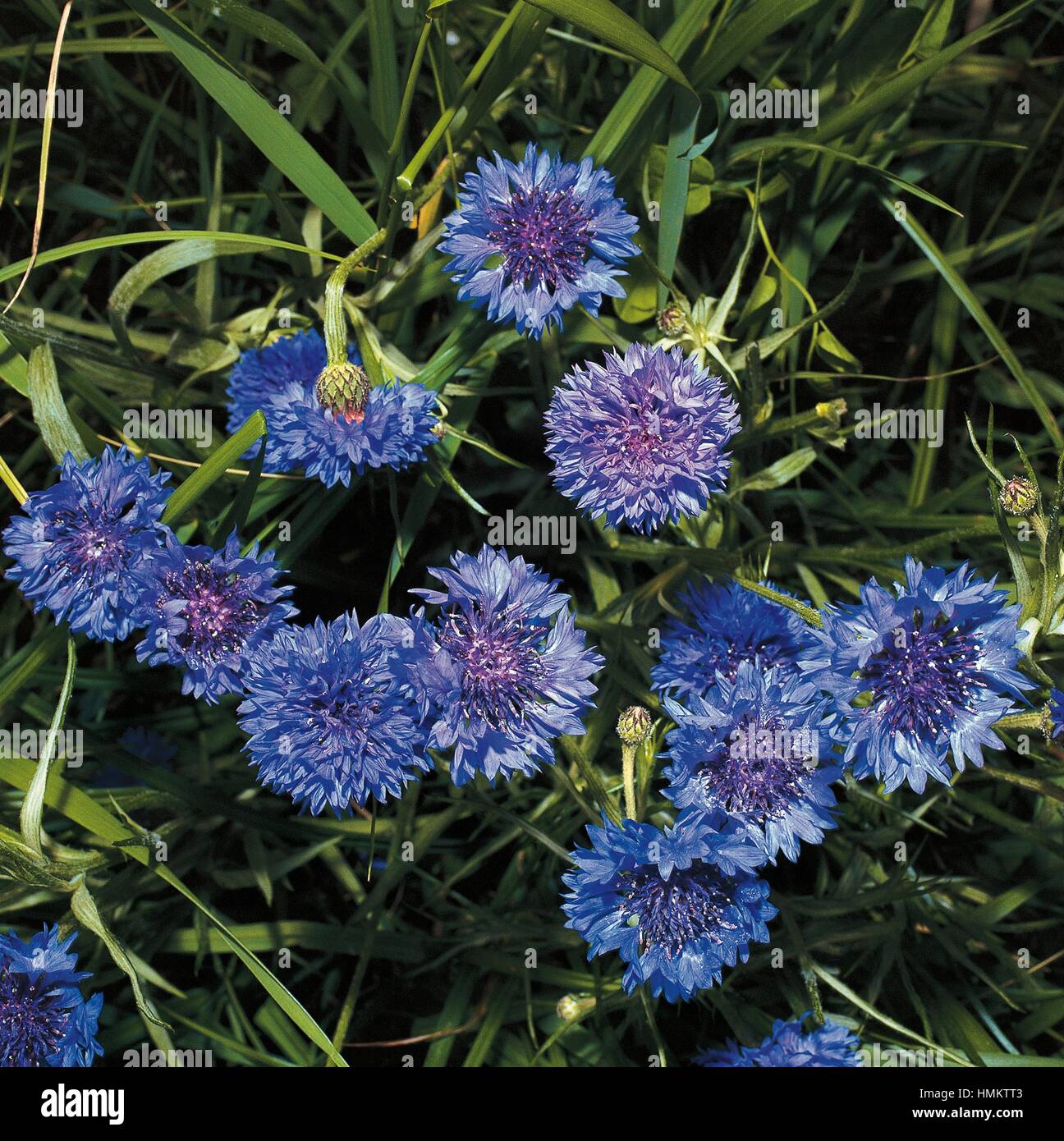 Cornflower, bachelor's button or cyani flower (Centaurea Cyanus or ...