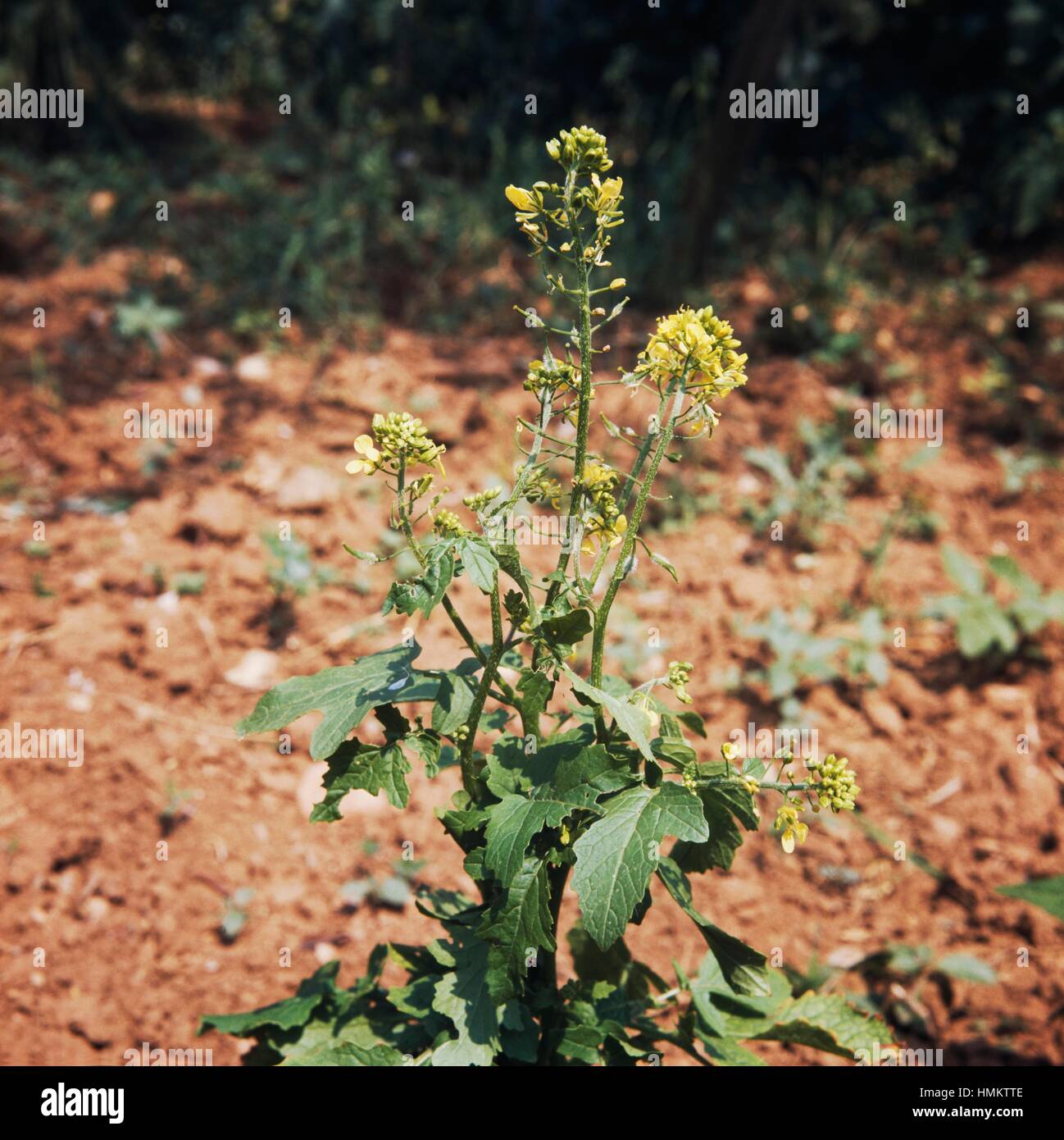 White mustard (Sinapis alba), Brassicaceae Stock Photo - Alamy